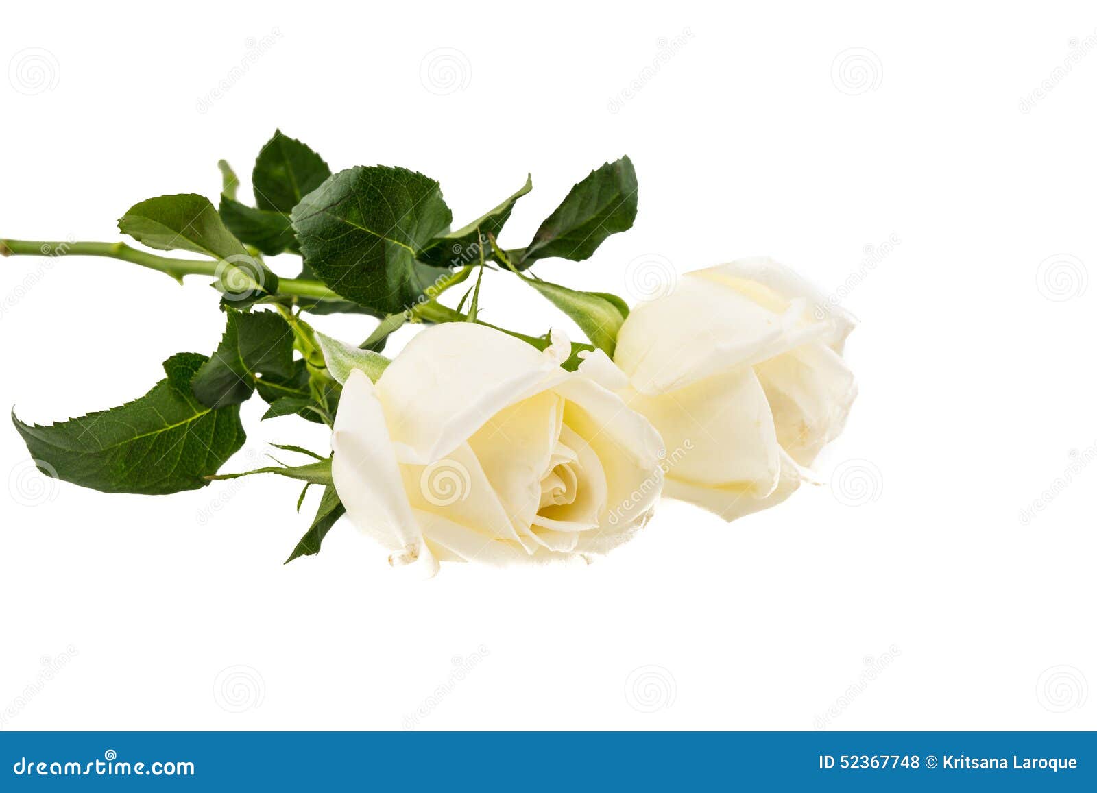Two White Rose Isolated on White Background Stock Photo - Image of ...
