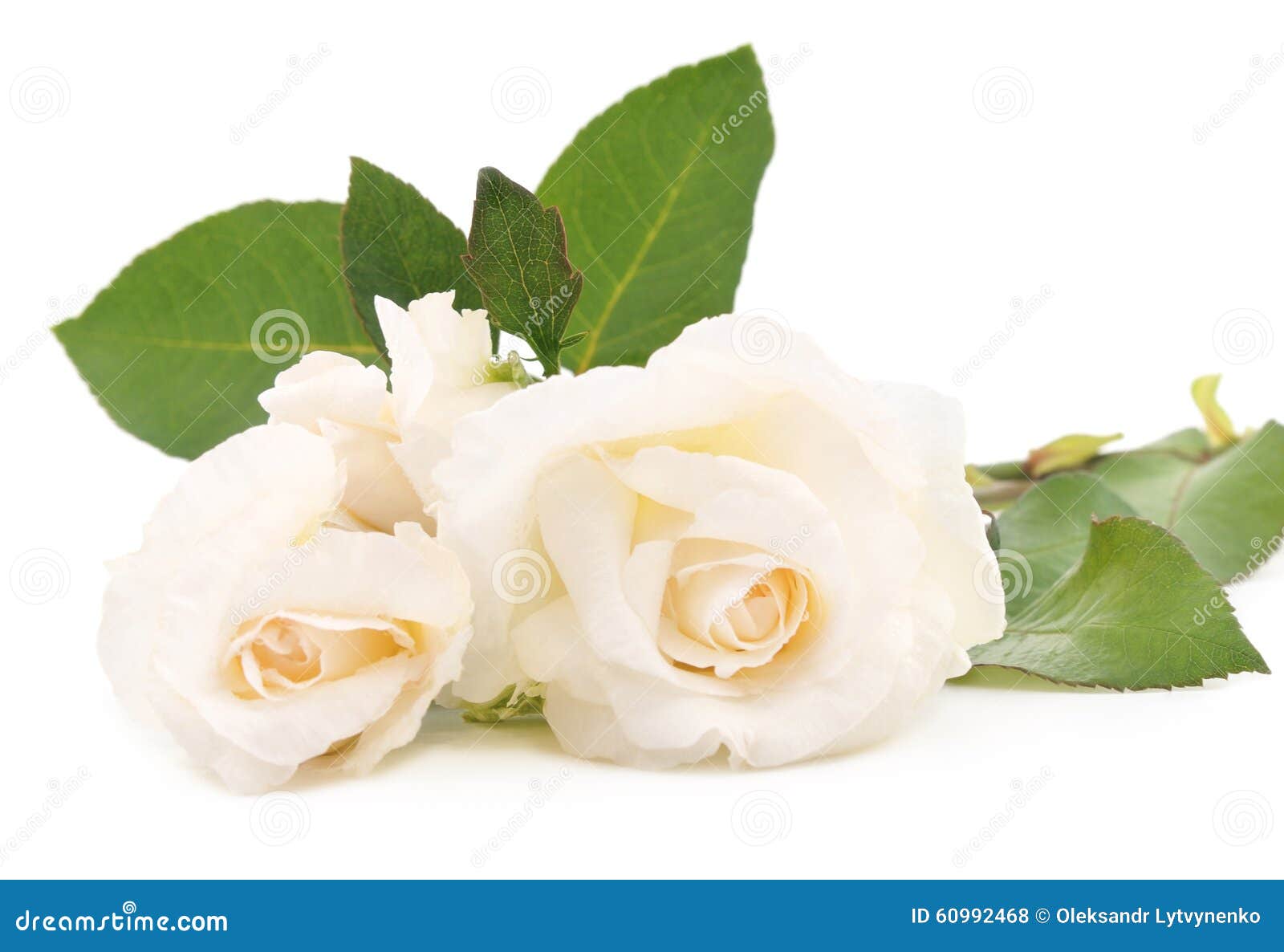 Two white roses. stock photo. Image of roses, group, love - 60992468