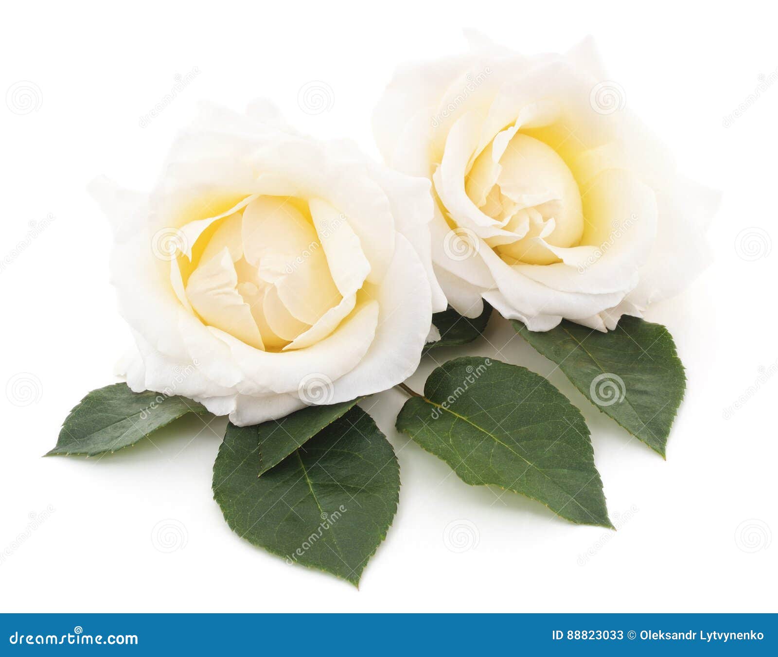 Two white roses. stock image. Image of love, gift, roses - 88823033