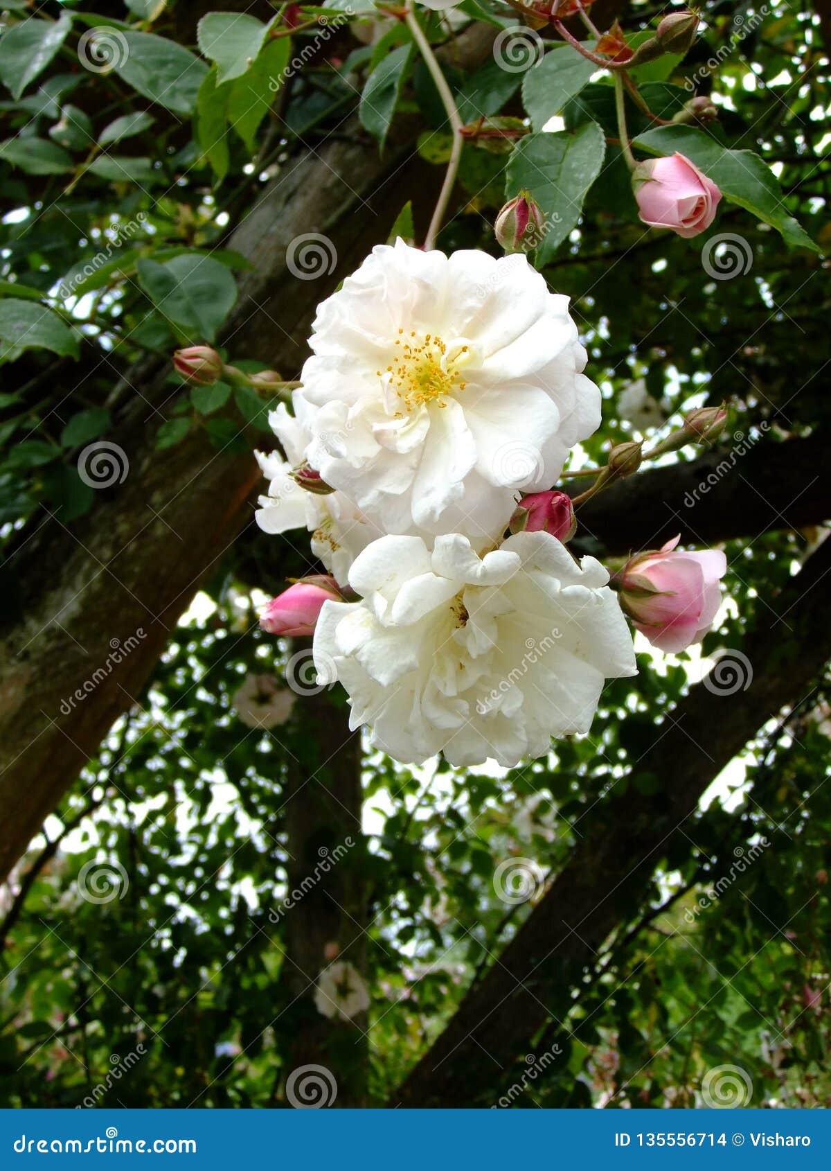 Two White Roses stock photo. Image of blossoming, white - 135556714