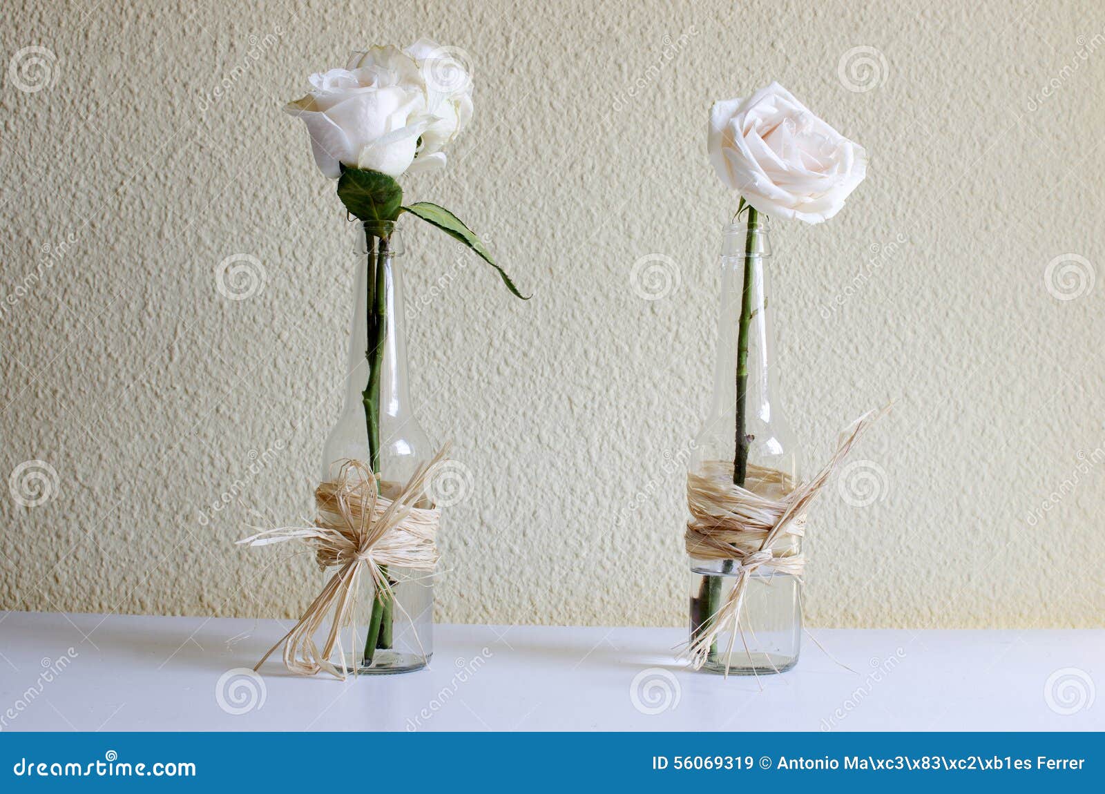 Two white roses stock image. Image of romantic, nature - 56069319