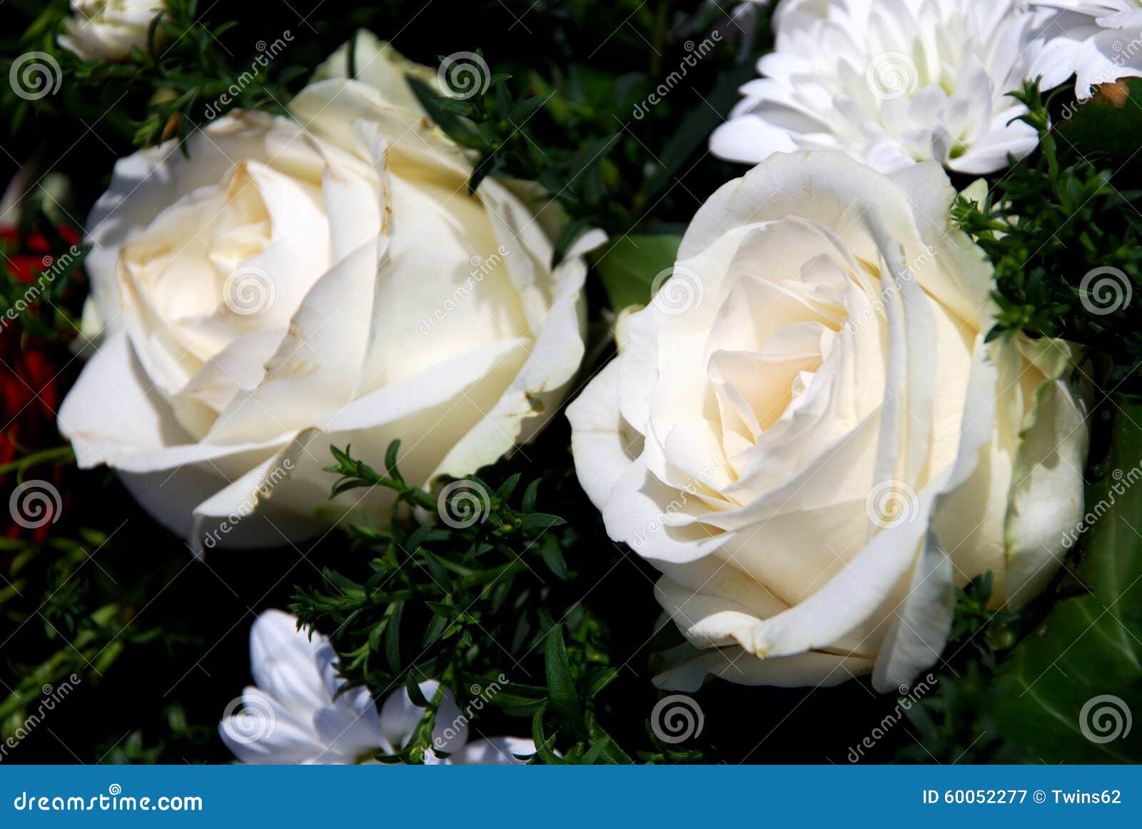 Two White Roses on a Green Background Stock Image - Image of gift ...