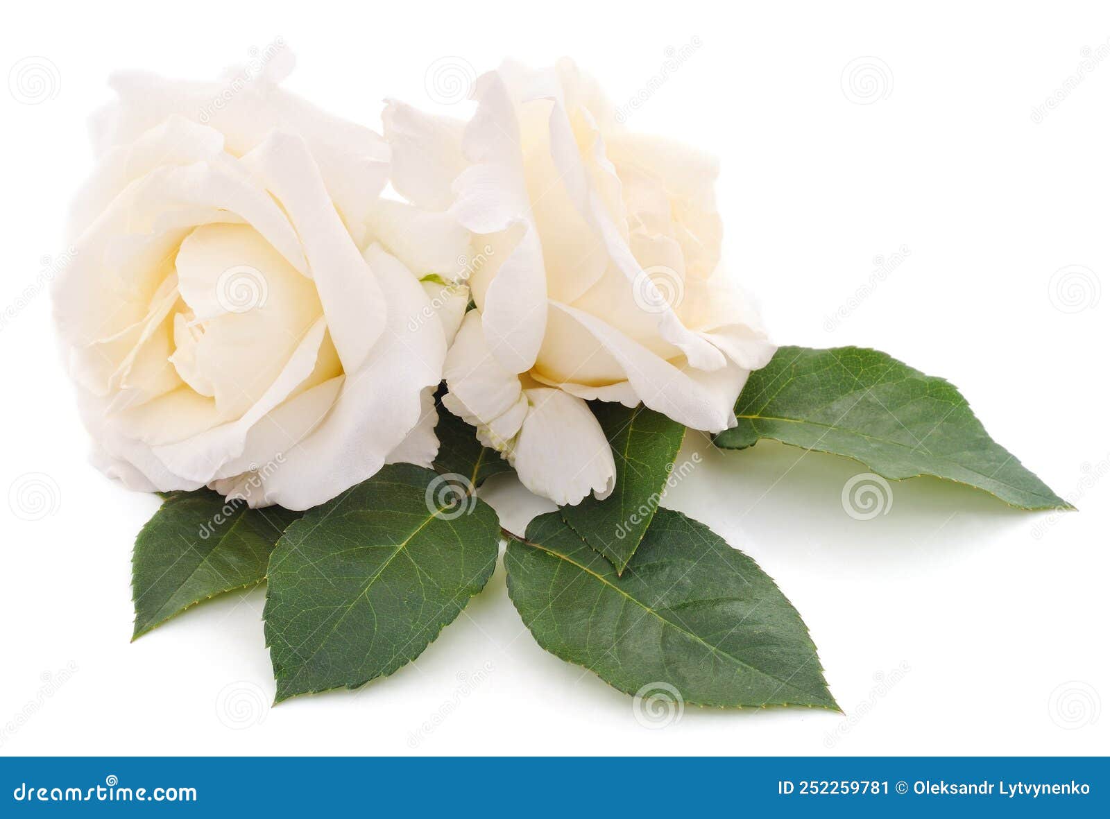 Two white roses stock image. Image of life, flowers - 252259781
