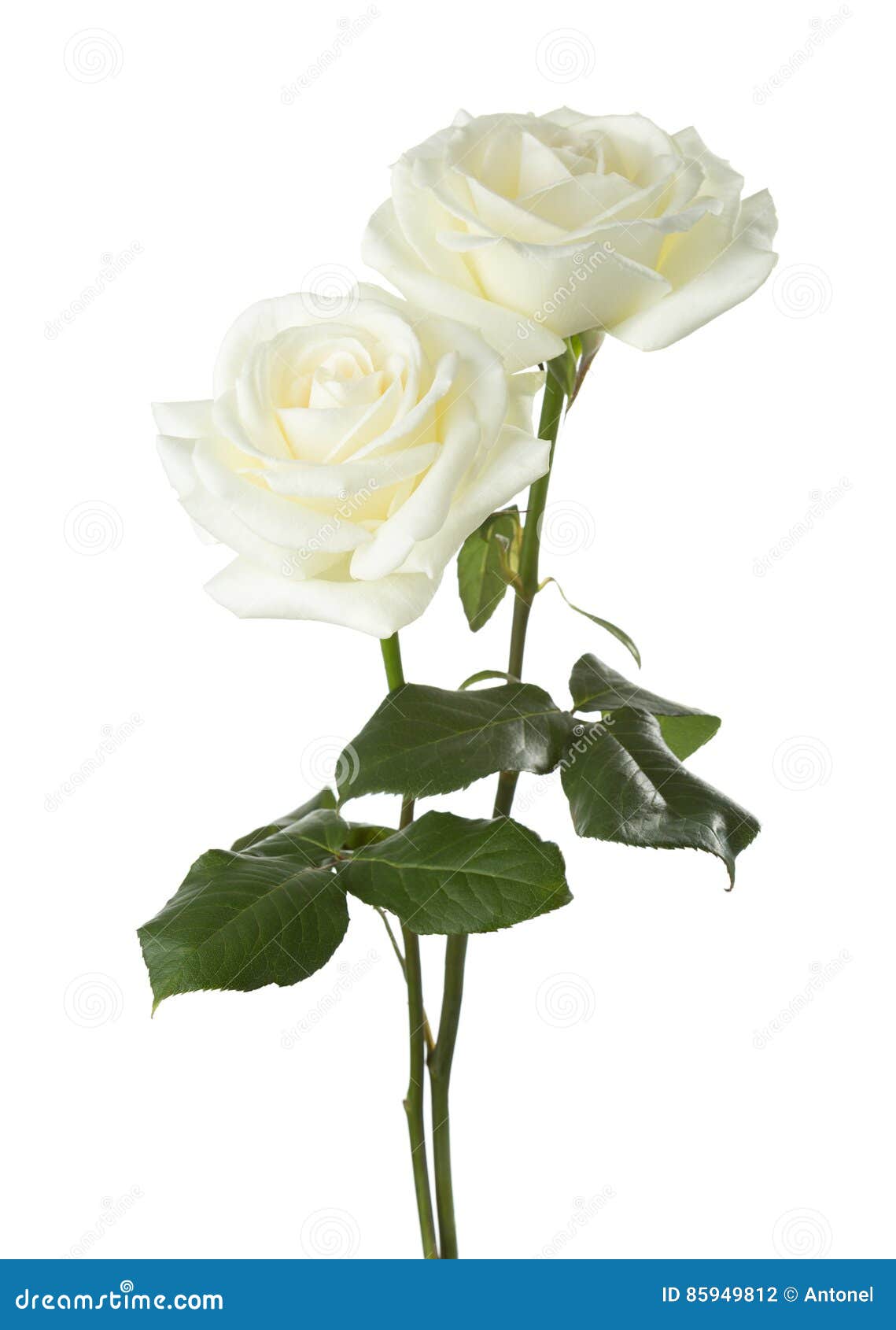 Two white roses . stock photo. Image of isolated, isolate - 85949812