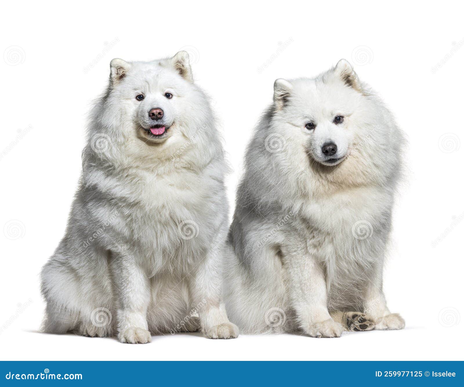 Two White Samoyed Dogs Side by Side, Isolated on White Stock Image ...