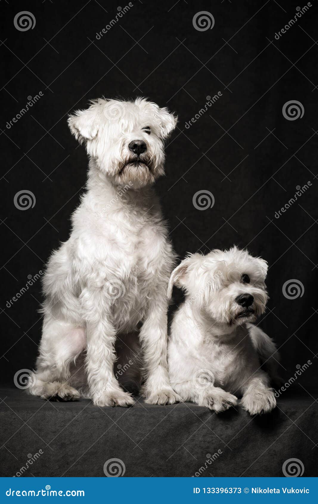 Two white schnauzer dogs stock image. Image of breeding - 133396373