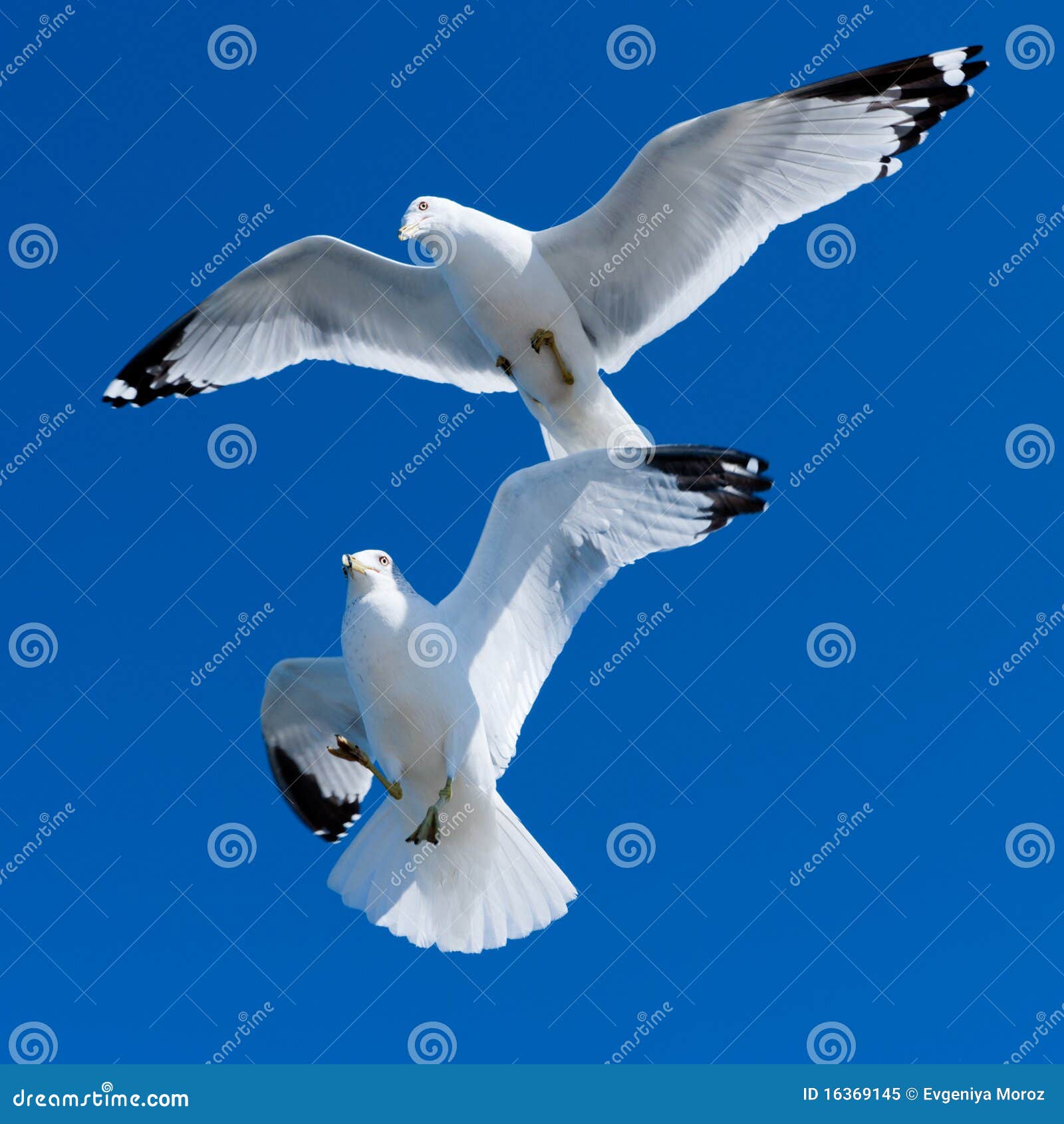 Two White Seagulls in Blue Sky Stock Image - Image of flying, seagulls ...