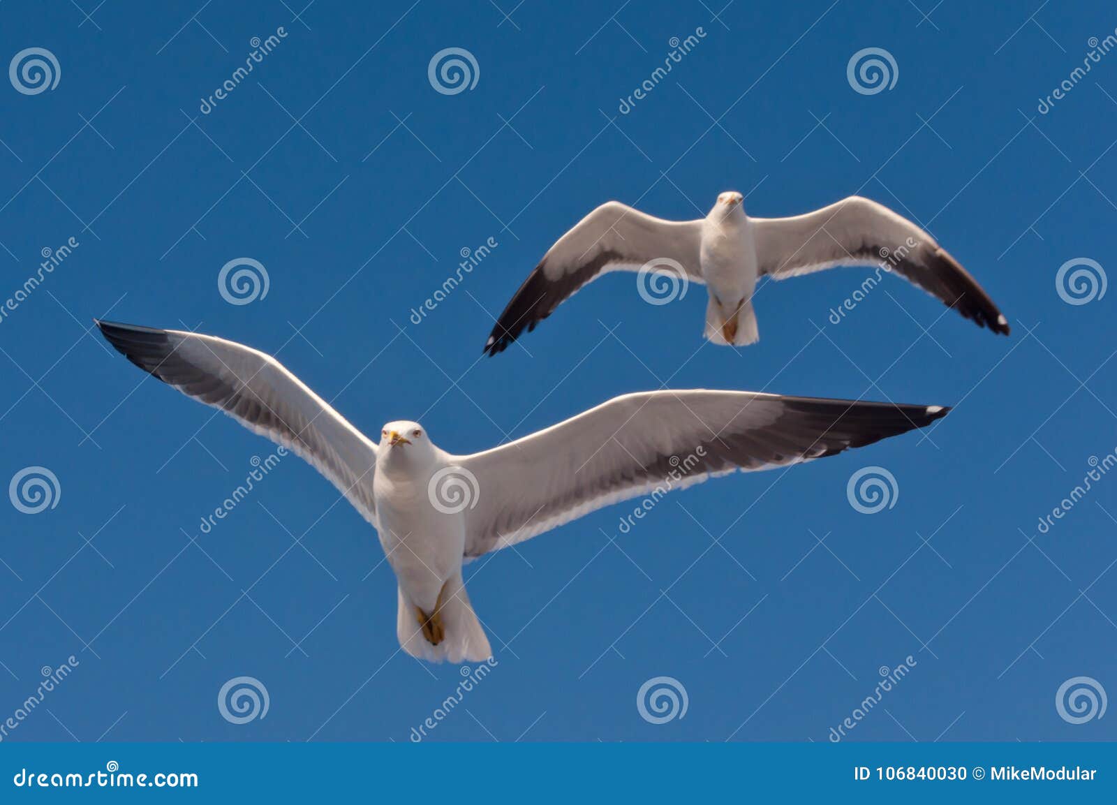 Two White Seagulls in the Sky Stock Photo - Image of flapping, freedom ...