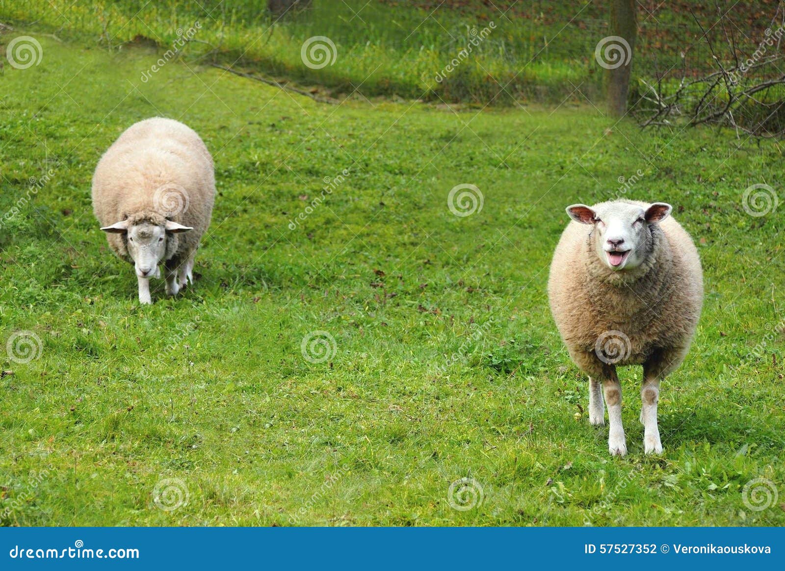 Two white sheep on a grass stock photo. Image of meadow - 57527352