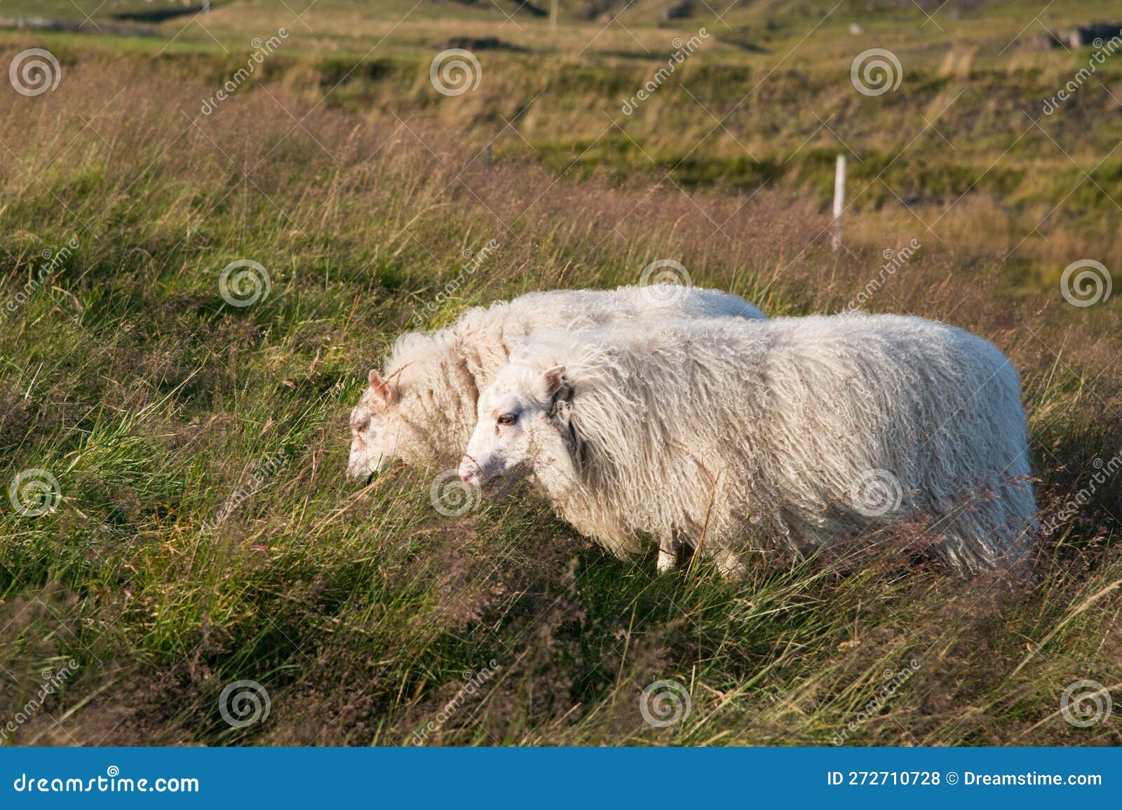 Two White Sheep with Long Wool. Iceland Stock Photo - Image of mammal ...