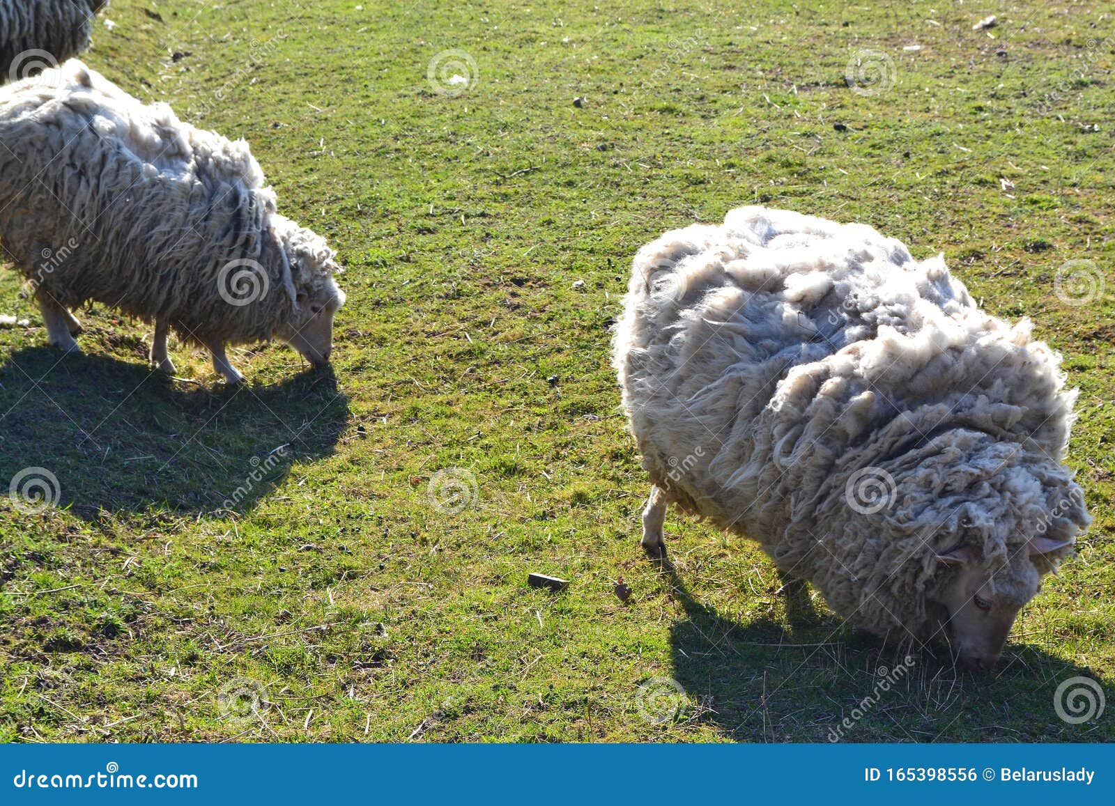 Two White Sheeps on Grass on Russian Farm in Spring Stock Photo - Image ...