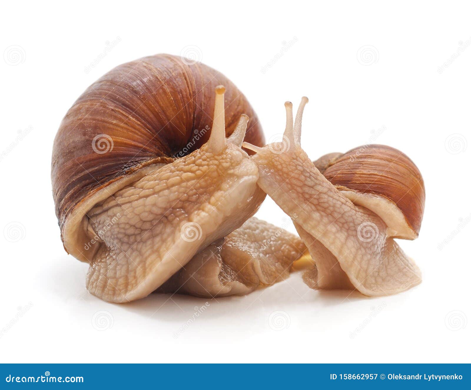 Two white snails stock image. Image of slowness, invertebrate - 158662957