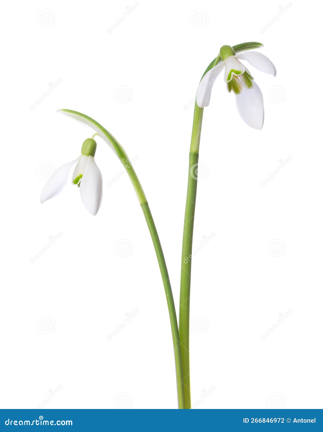 Two White Snowdrops Isolated on White Background Stock Photo - Image of ...
