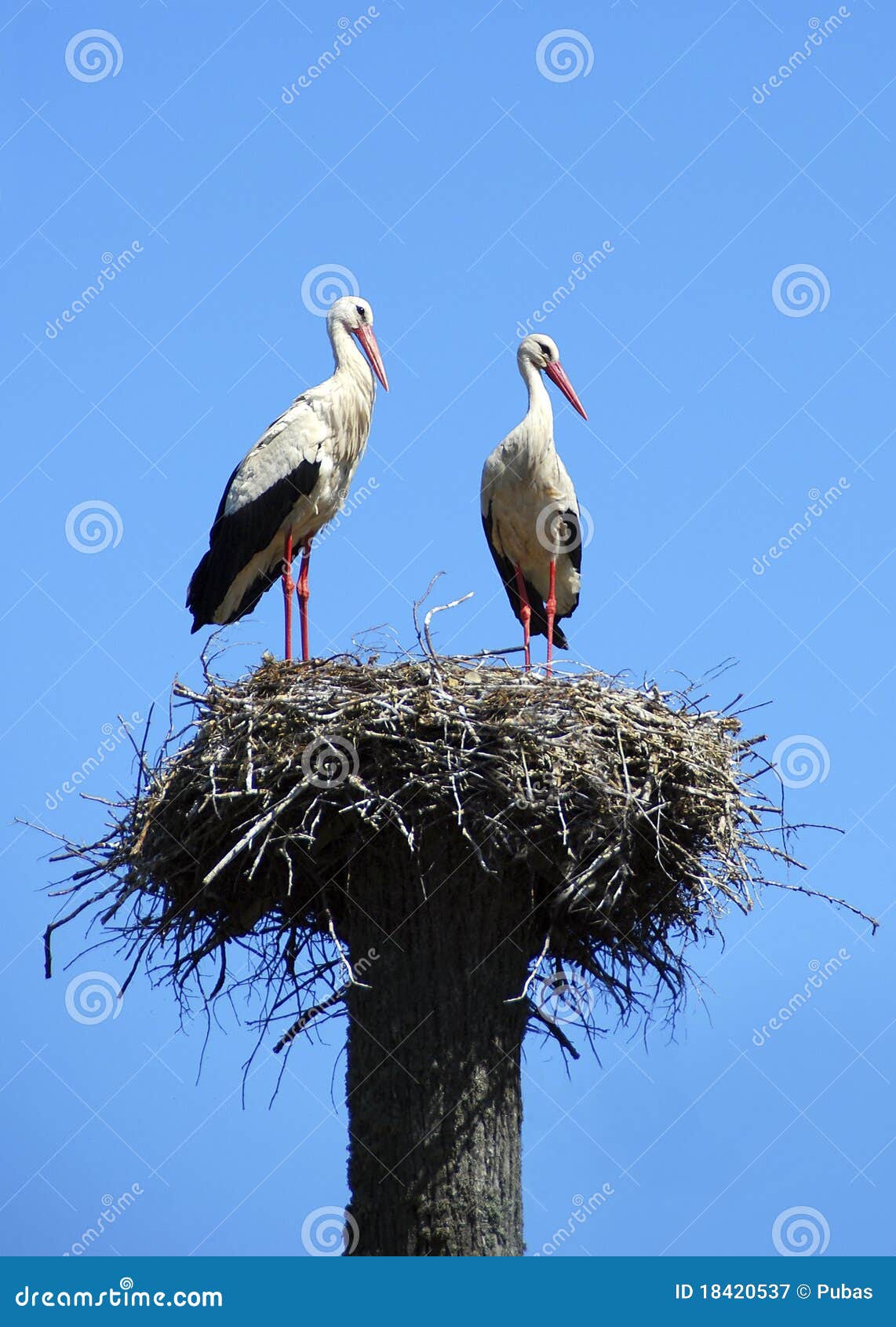 Two white storks stock image. Image of creature, blue - 18420537