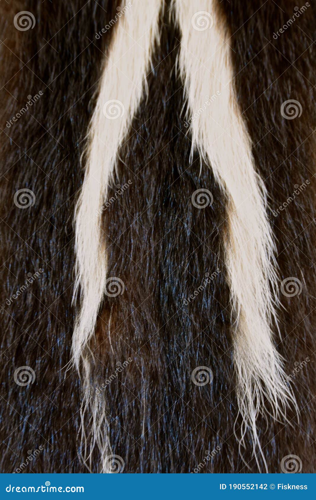 The Two White Stripes on the Pelts of a Skunk Stock Photo - Image of ...