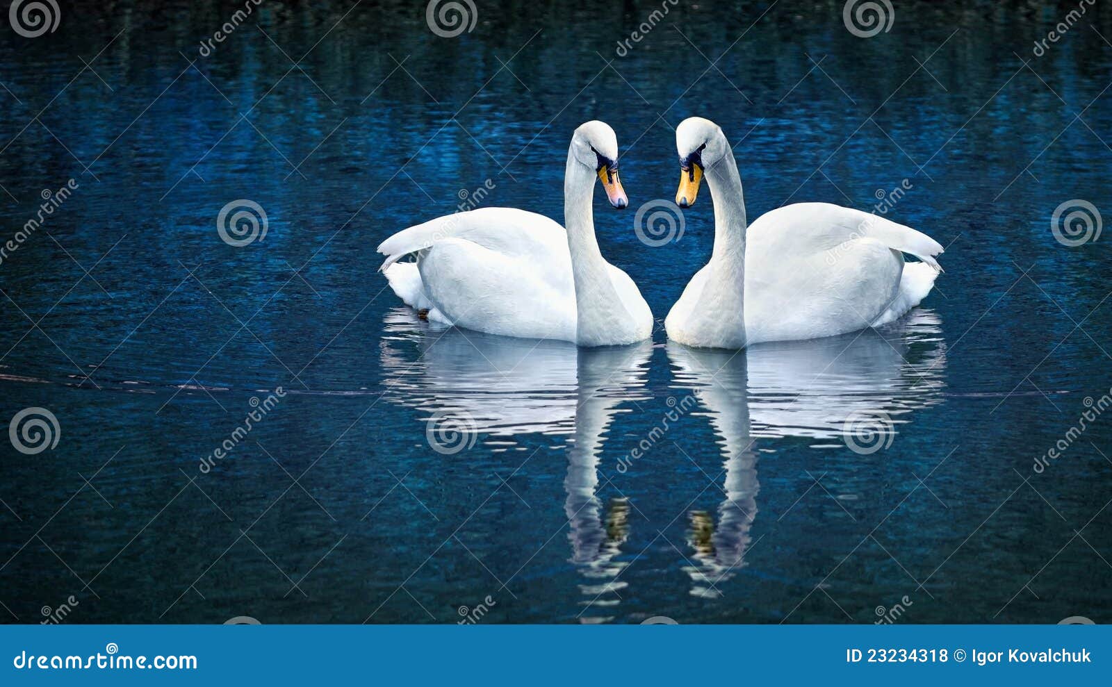 Two white swan stock photo. Image of paradise, beauty - 23234318