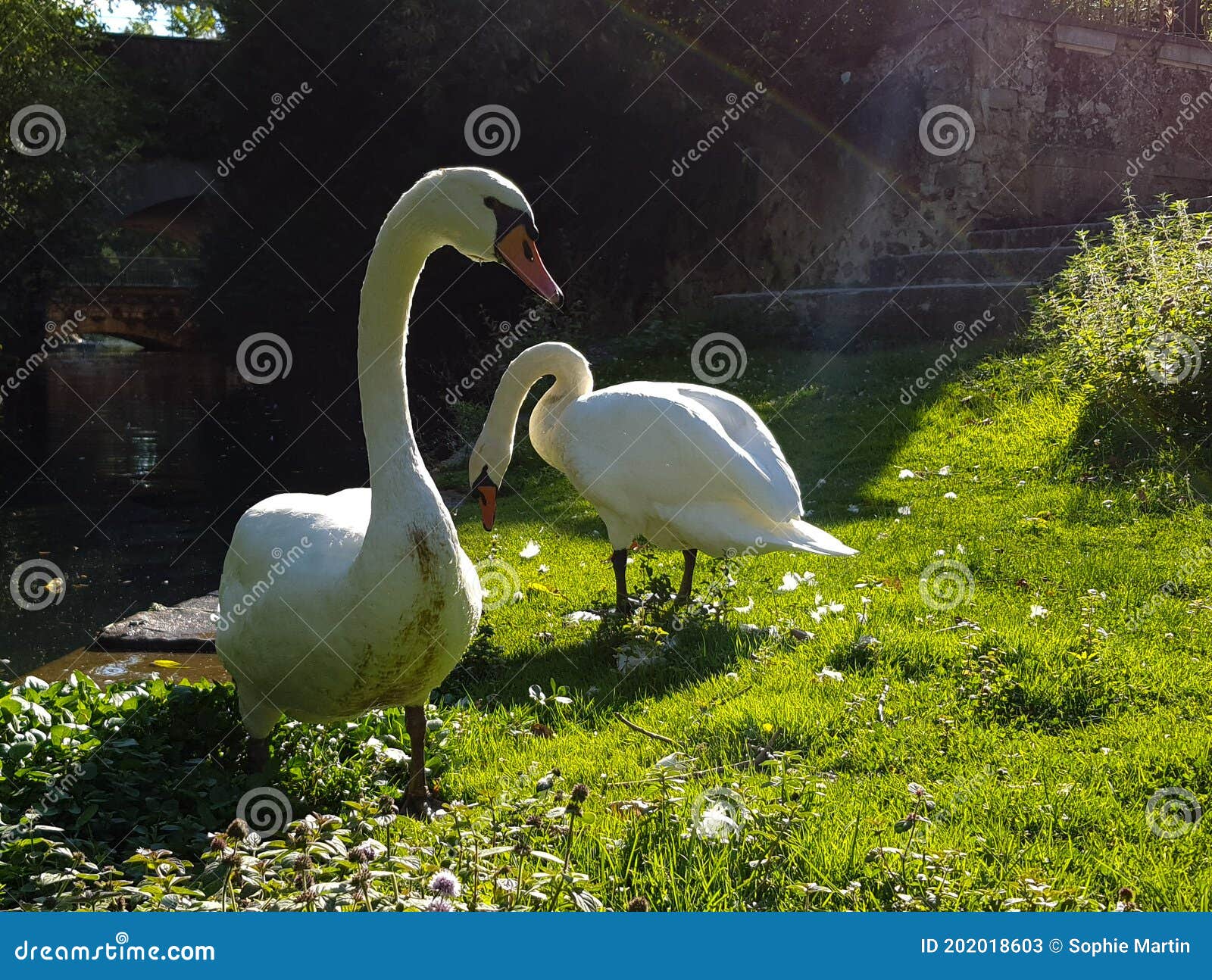 Two white swann stock image. Image of animal, goose - 202018603