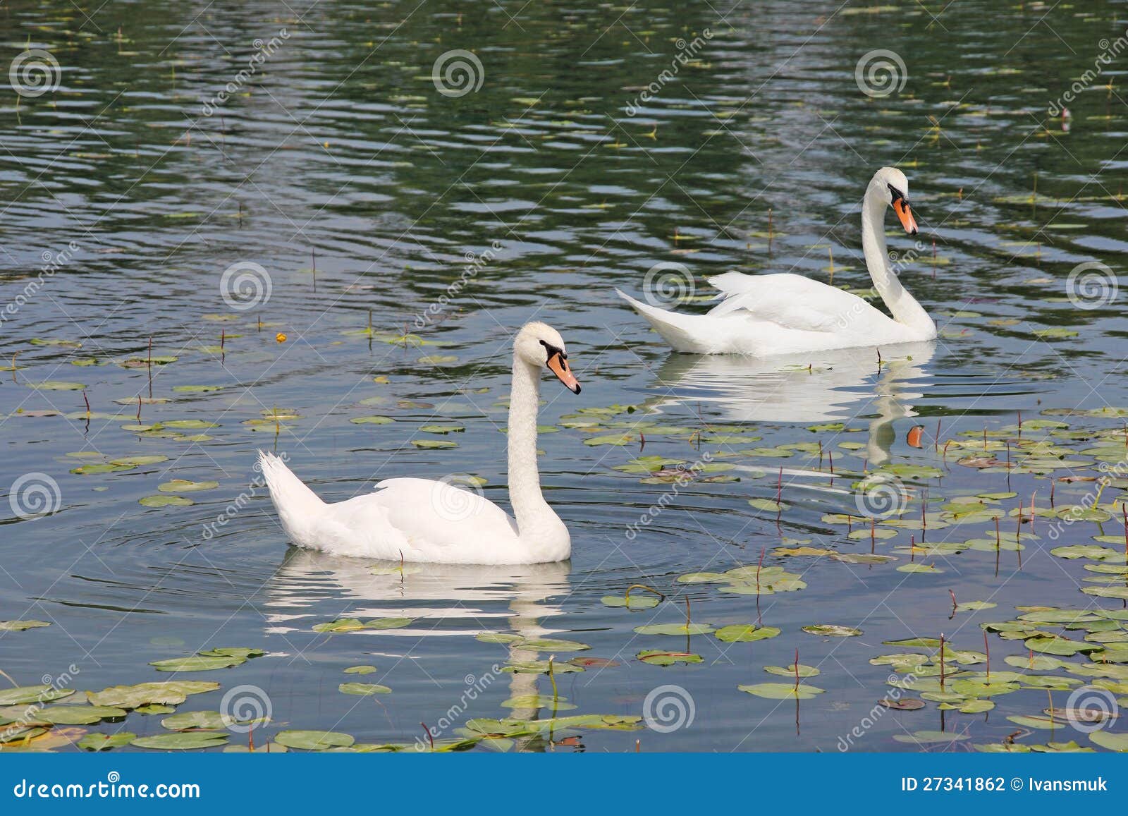 Two white swans stock photo. Image of portrait, bird - 27341862