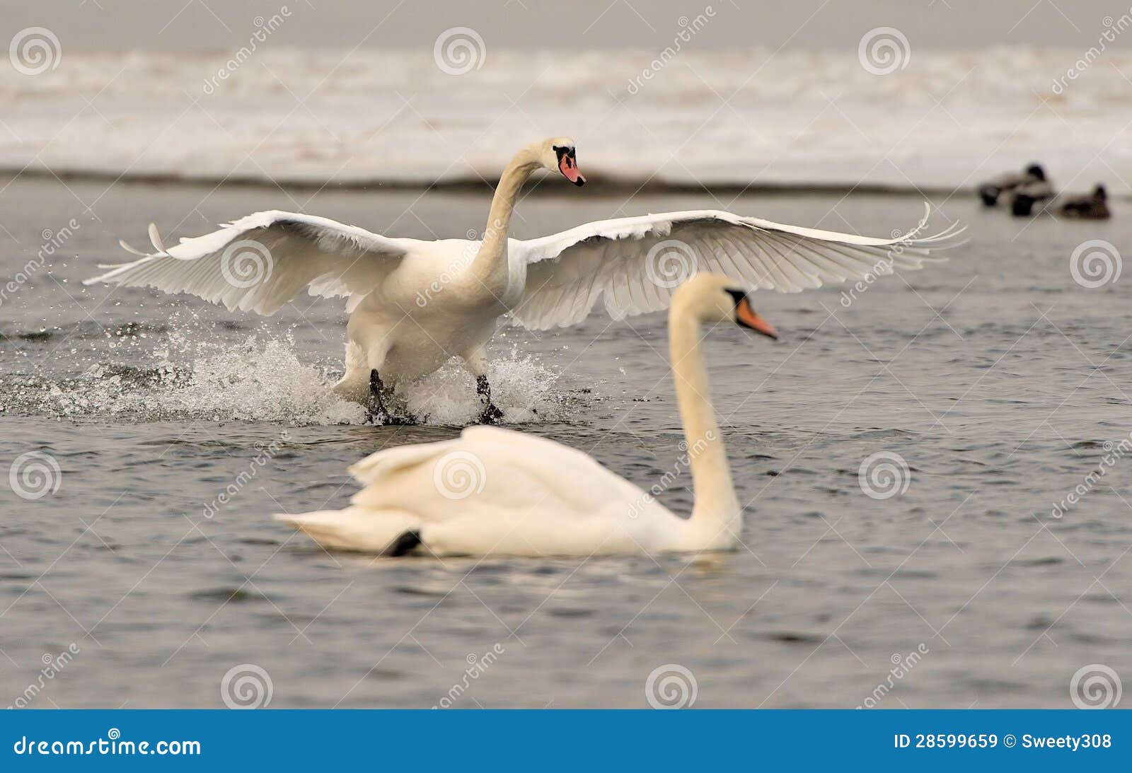 Swans Flapping Its Wings Stock Photography | CartoonDealer.com #90180620