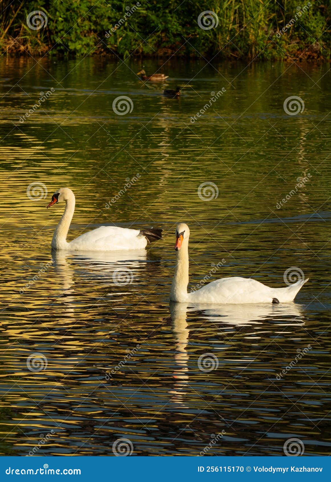 Two White Swans Float on the Water Side by Side in the Evening Stock ...