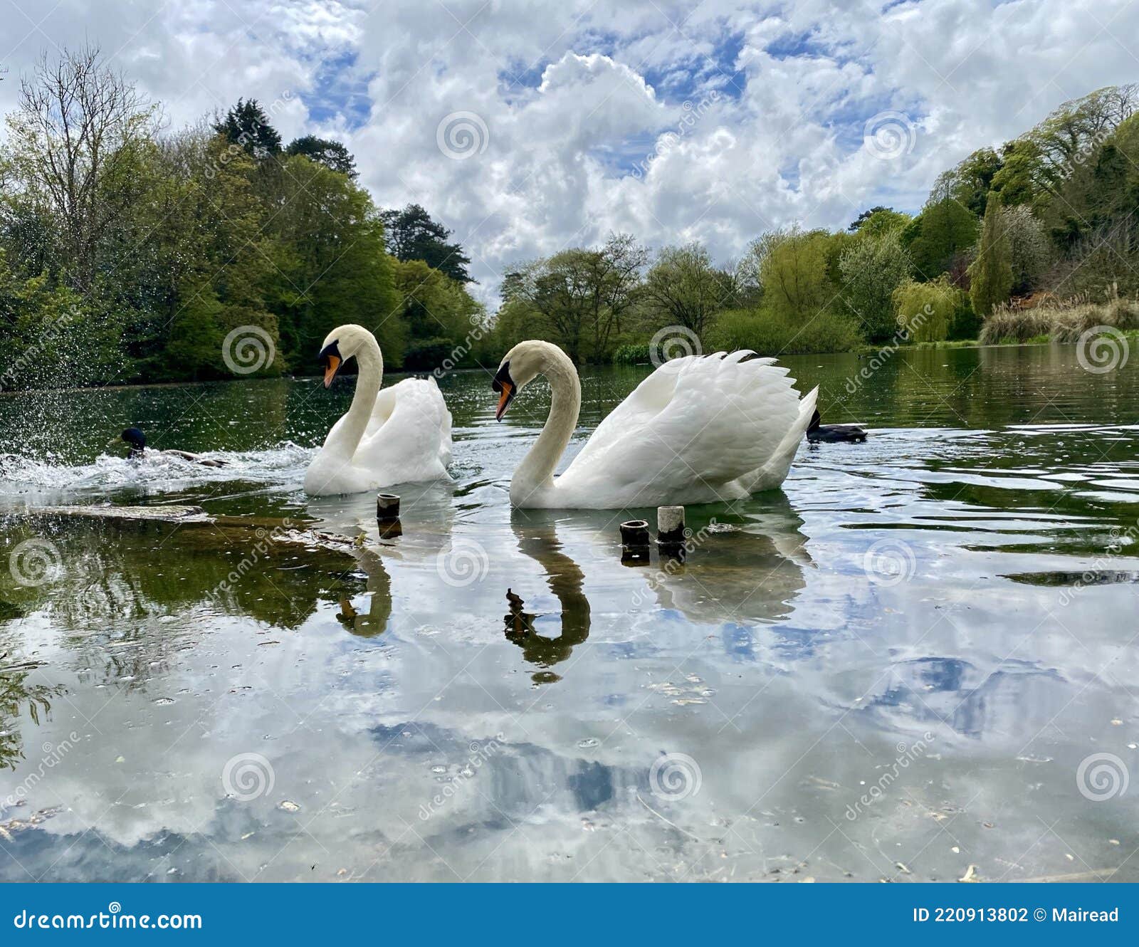Two white swans on lake stock photo. Image of outdoors - 220913802