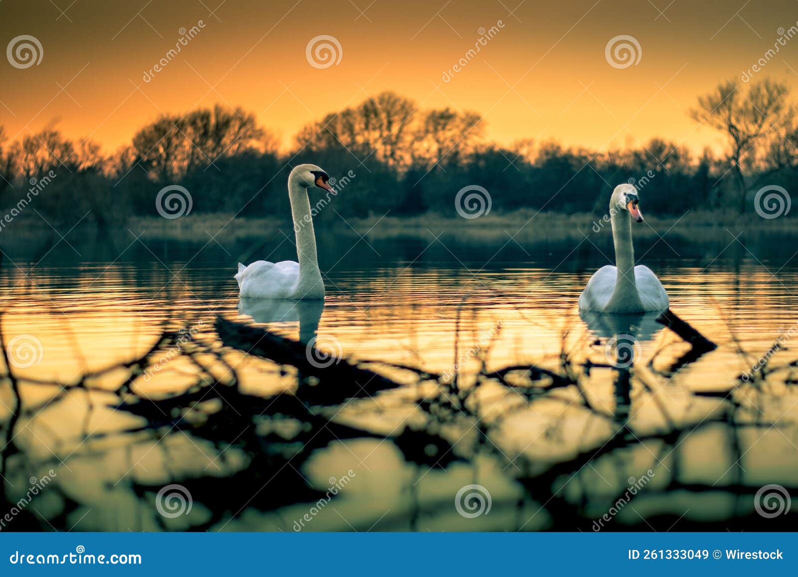 Two White Swans in the Lake at Sunset. Stock Image - Image of trees ...