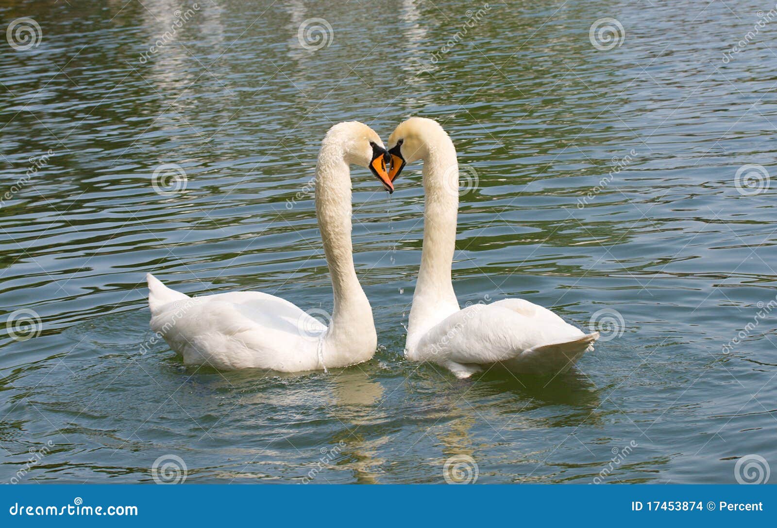 Two white swans in love stock photo. Image of pair, silence - 17453874