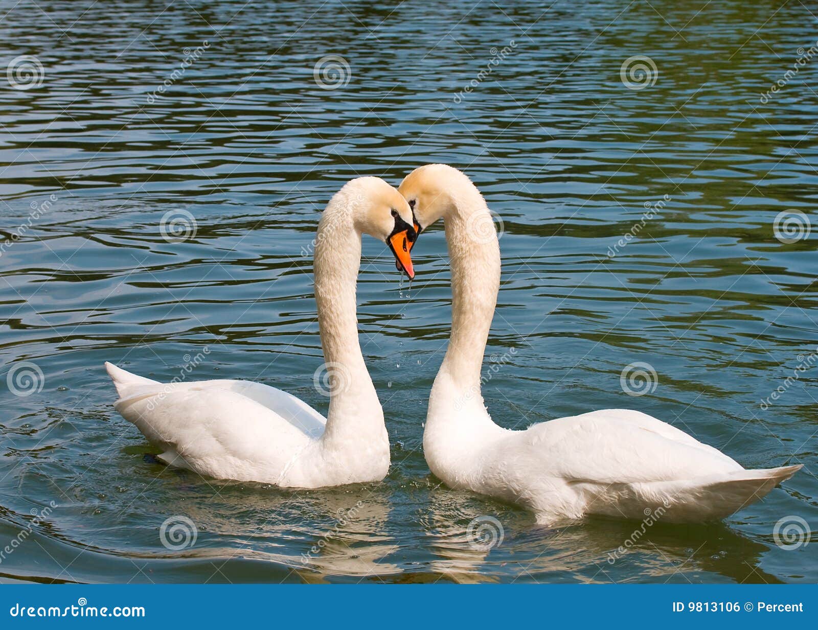 Two white swans in love stock photo. Image of nature, swan - 9813106