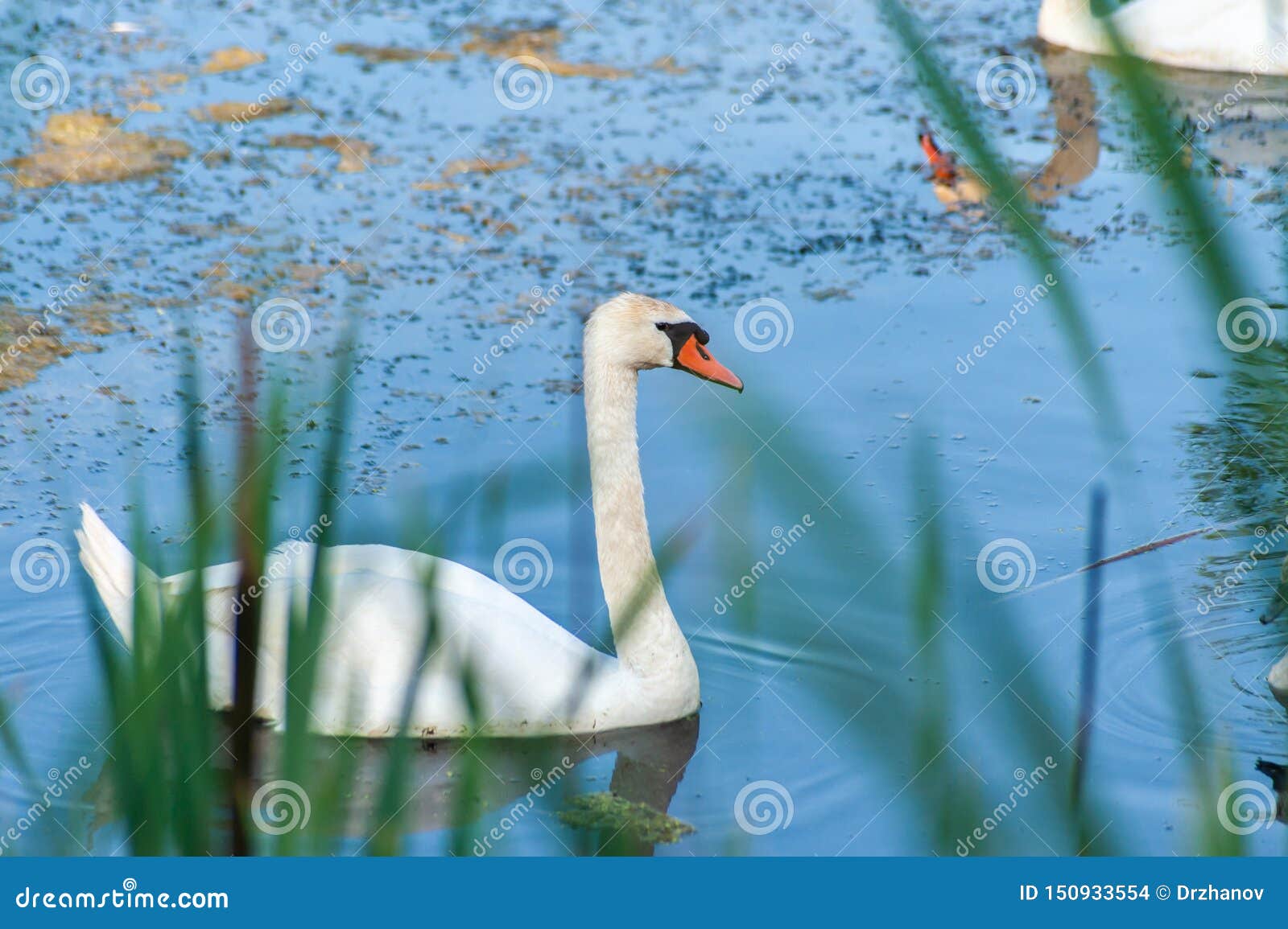 Two White Swans - One Real and One a Reflection of the Second One on ...