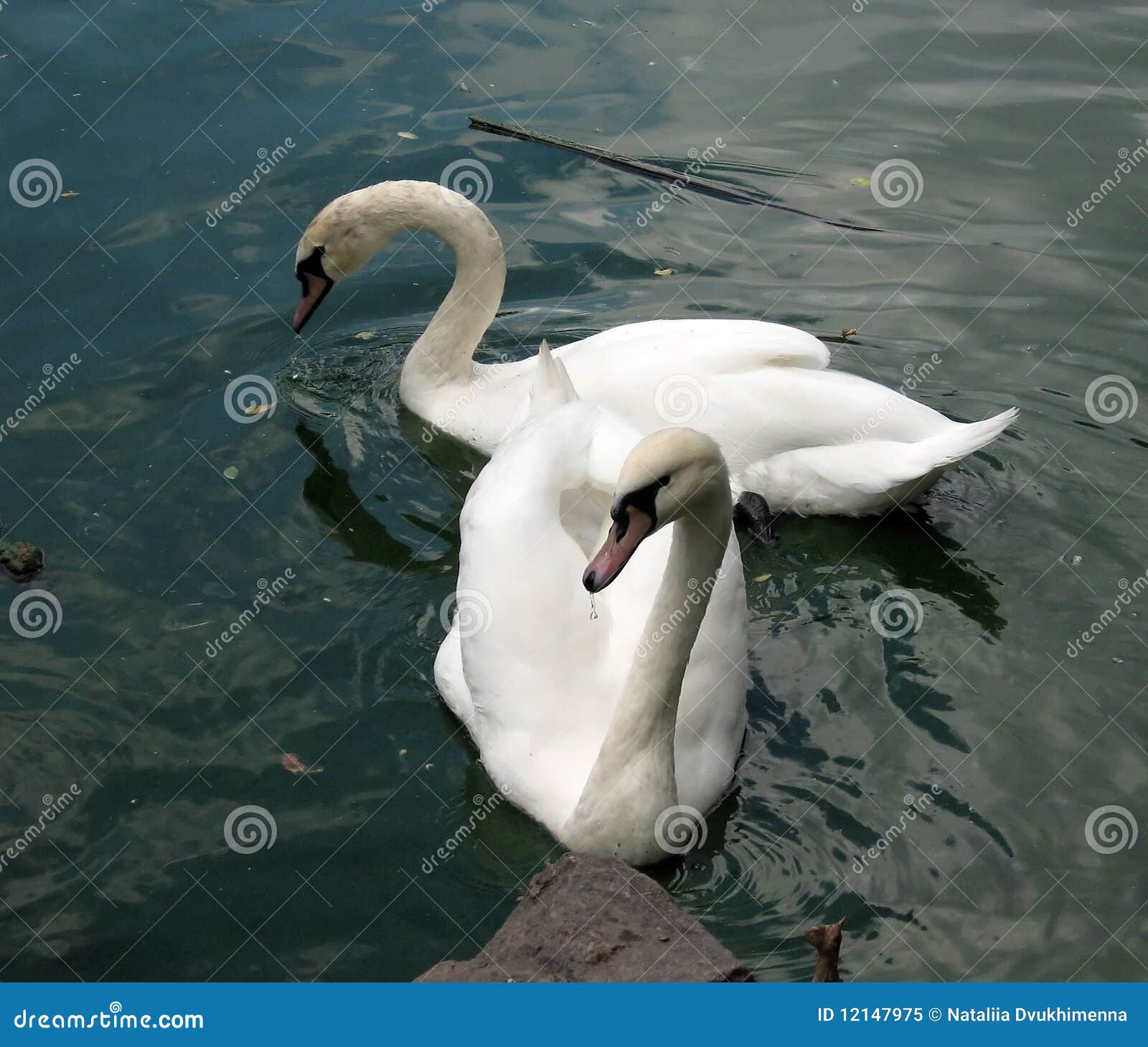Two White Swans on the Pond Stock Image - Image of waterfowl, wings ...