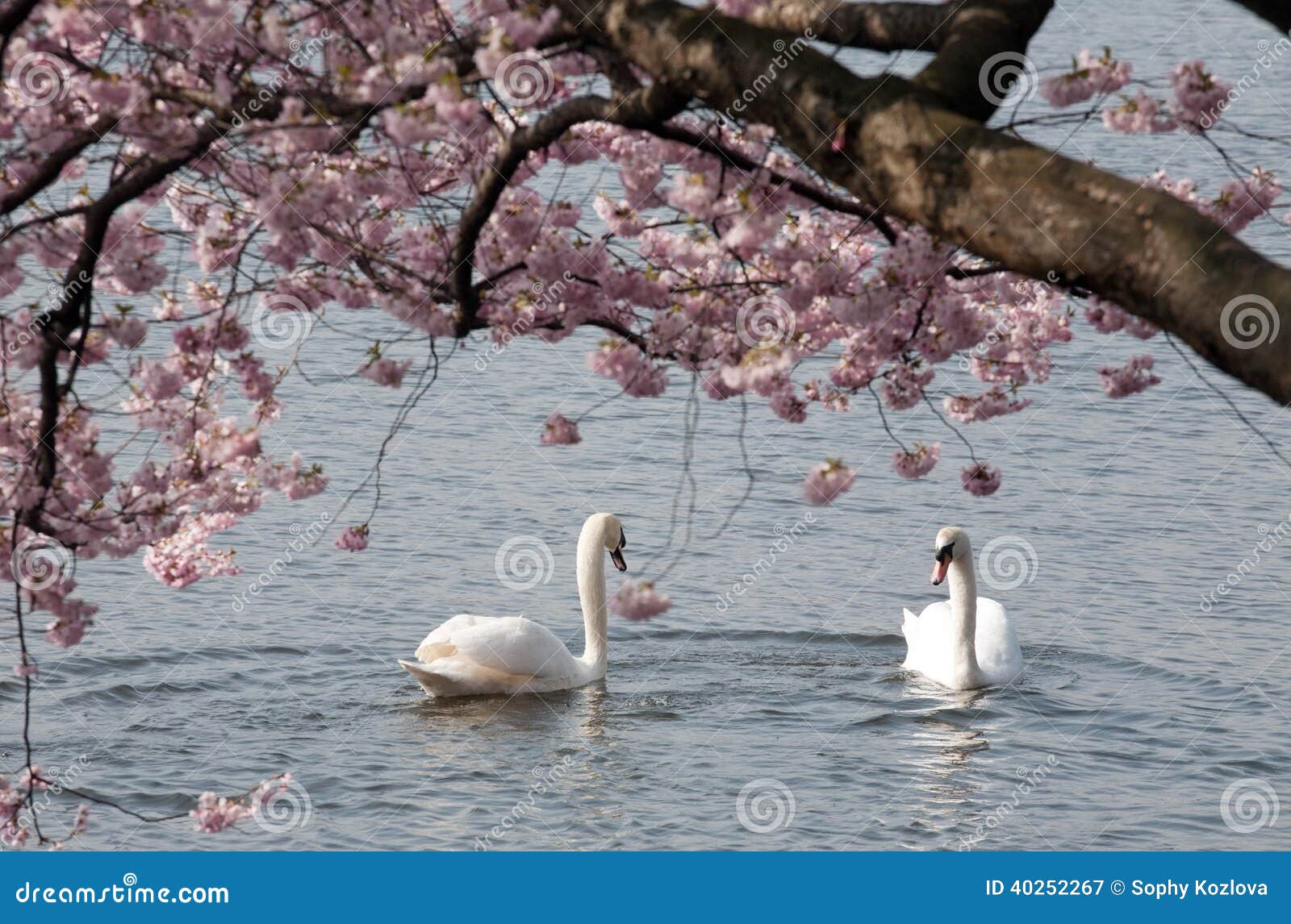 Two White Swans Under Blooming Tree Stock Image - Image of couple, lake ...