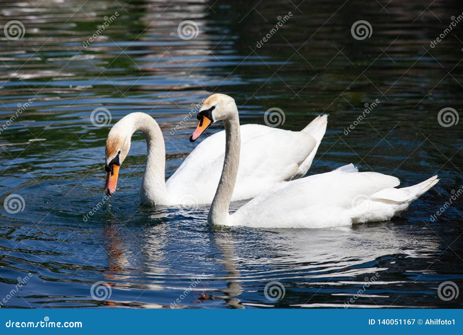 Two White Swans on the Water. Stock Image - Image of nature, cygnus ...
