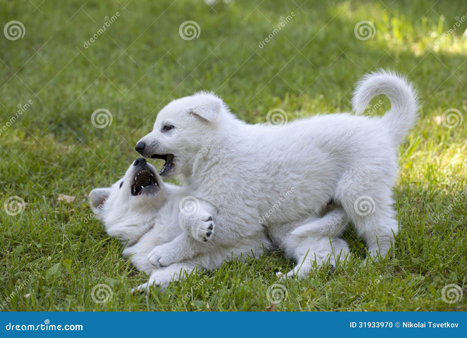 White Belgian Shepherd Puppy
