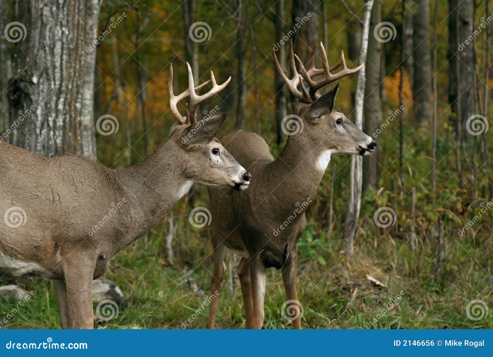 Two White Tailed Deer stock photo. Image of look, mammal - 2146656