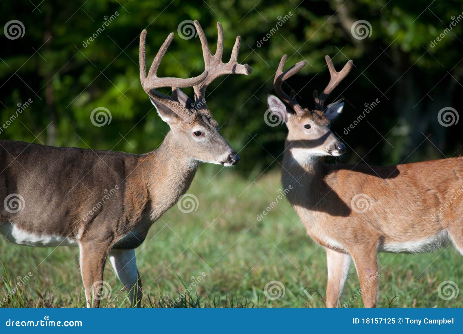 Two White-tailed Deer Bucks Stock Image - Image of deer, white: 18157125