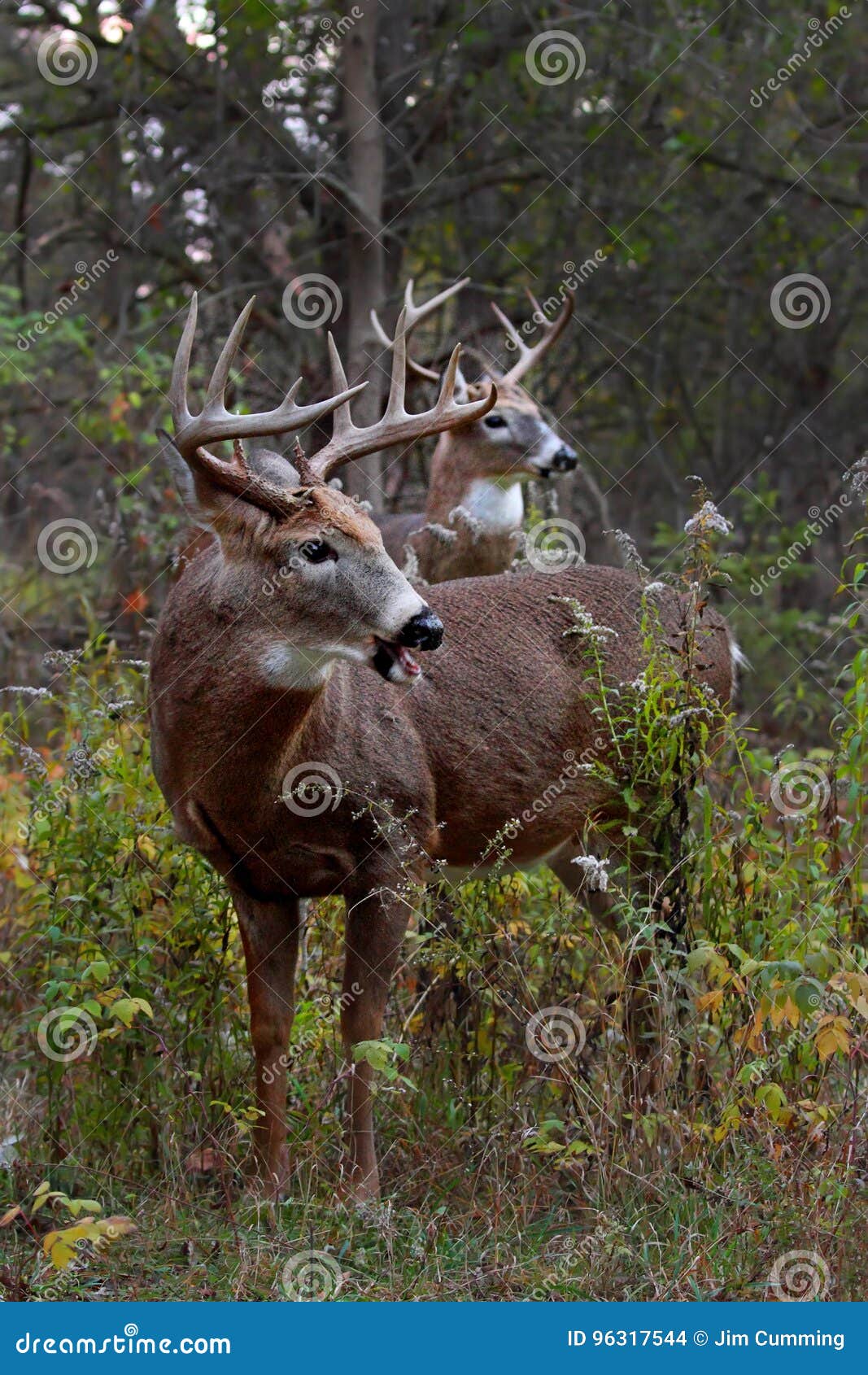 Two White-tailed Deer Bucks in the Forest Stock Photo - Image of antler ...