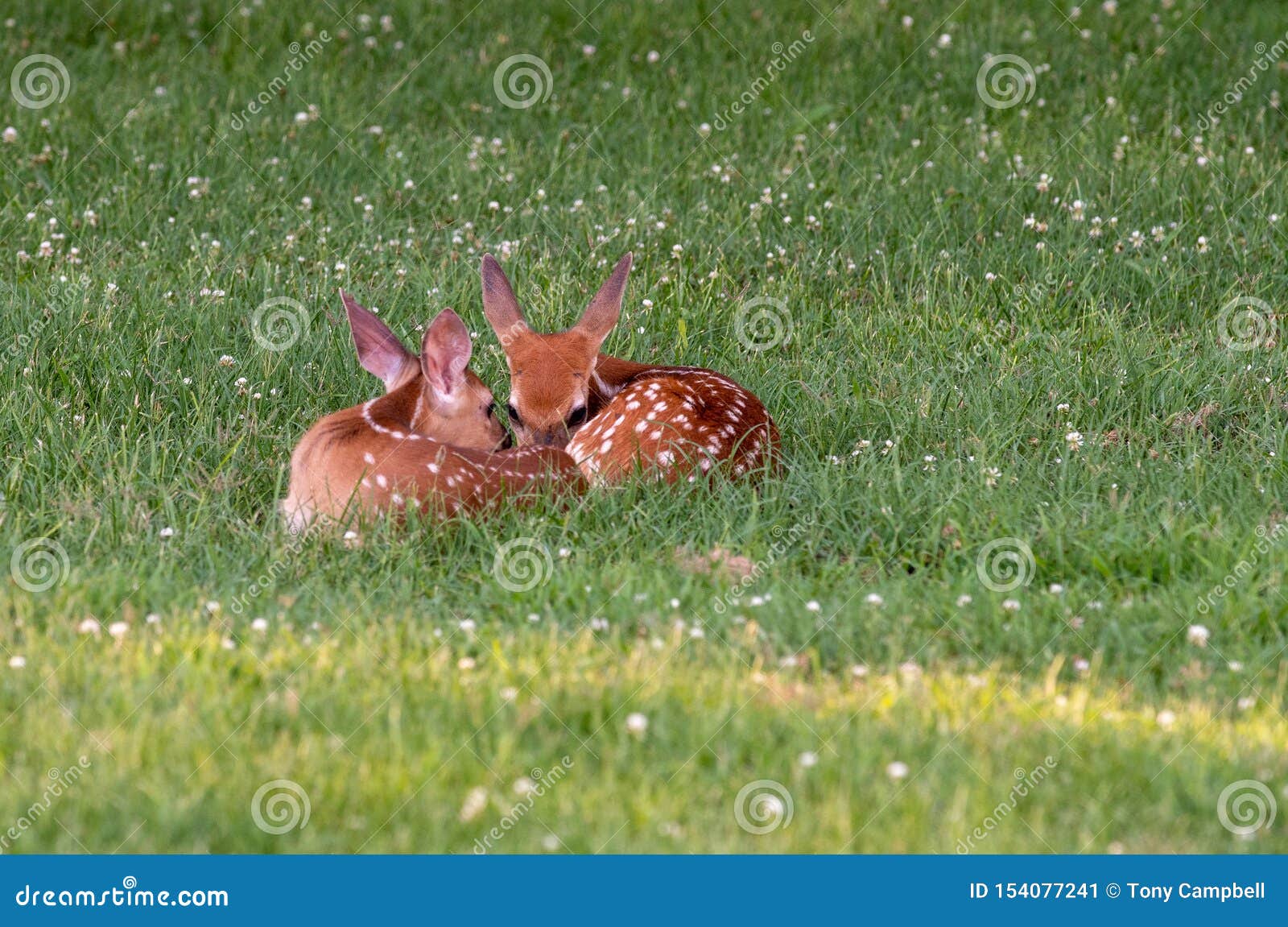 Two White-tailed Deer Fawns Bedded Down Stock Image - Image of ...