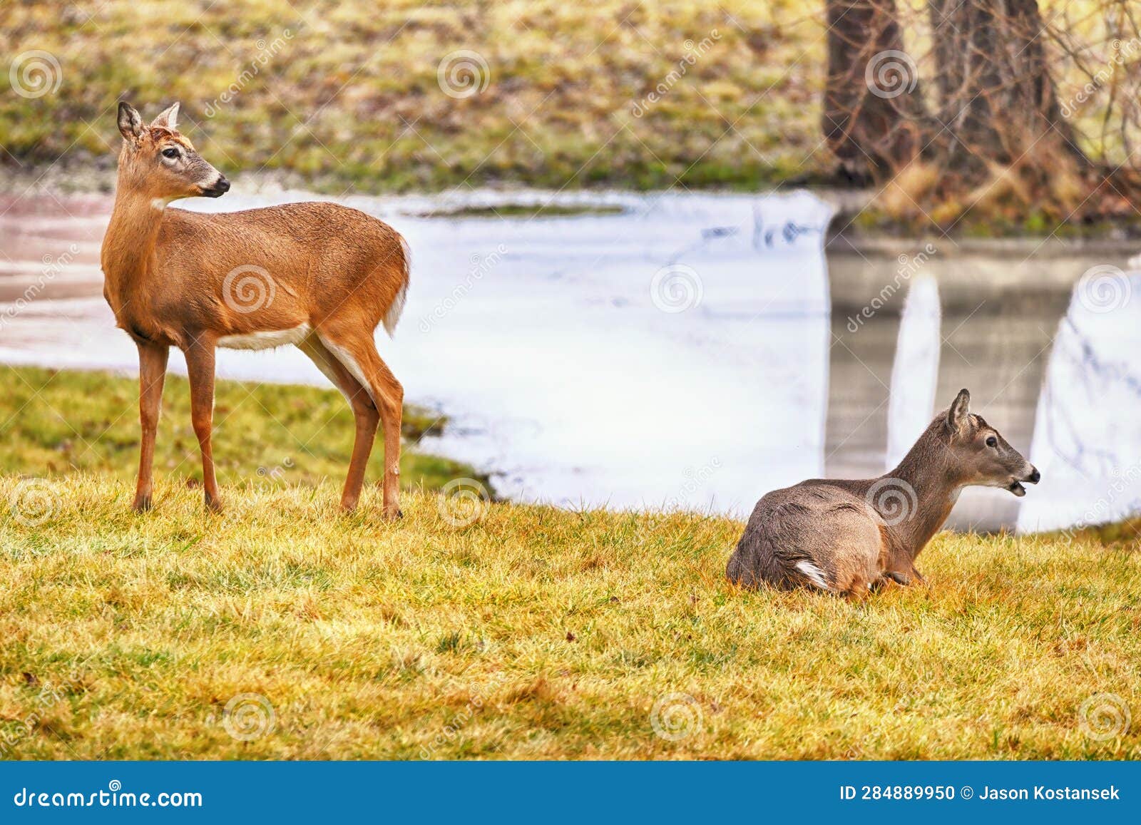 Two White Tailed Deer in Front of a Pond Stock Photo - Image of male ...