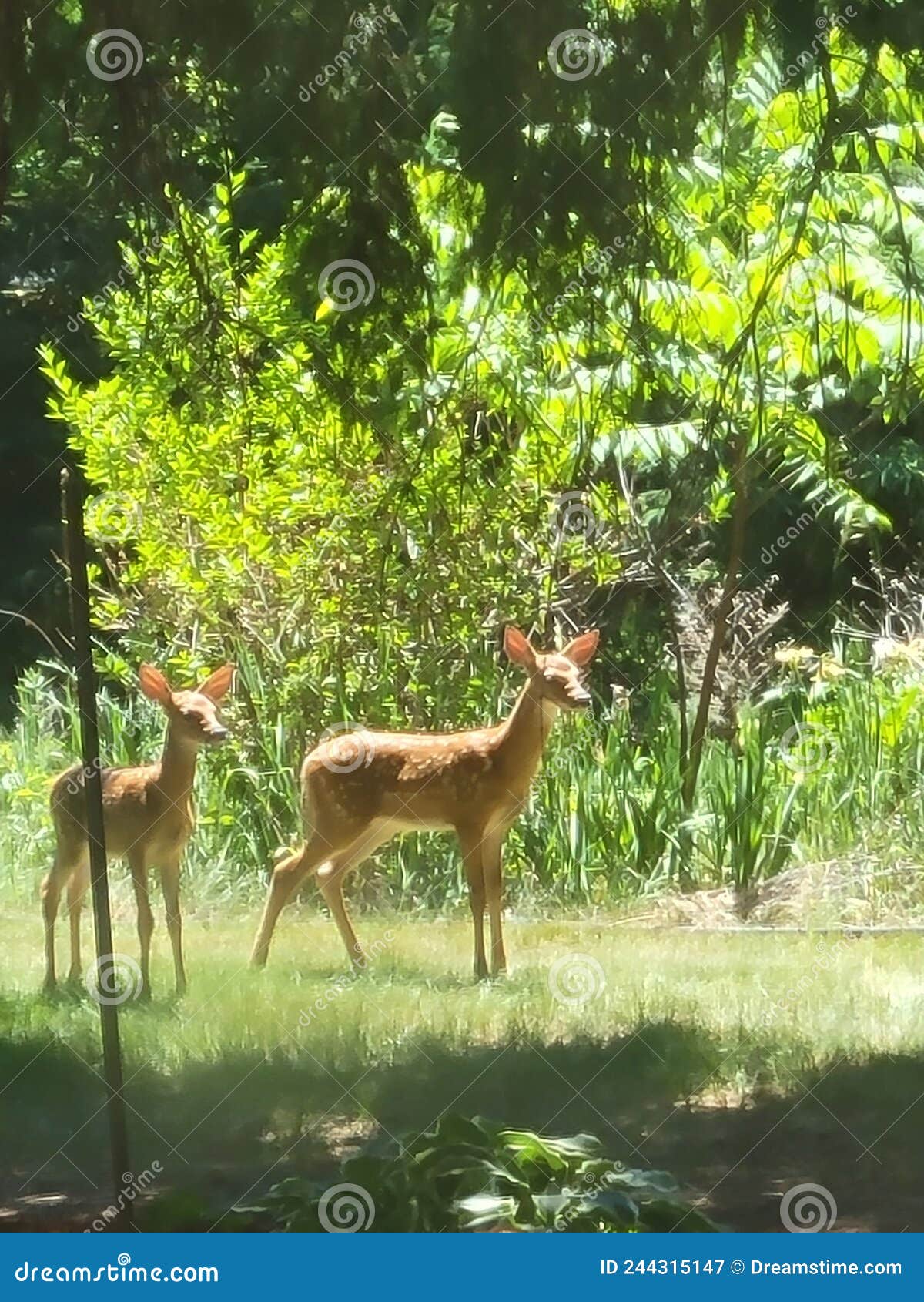 Two White Tailed Deer stock image. Image of wildlife - 244315147