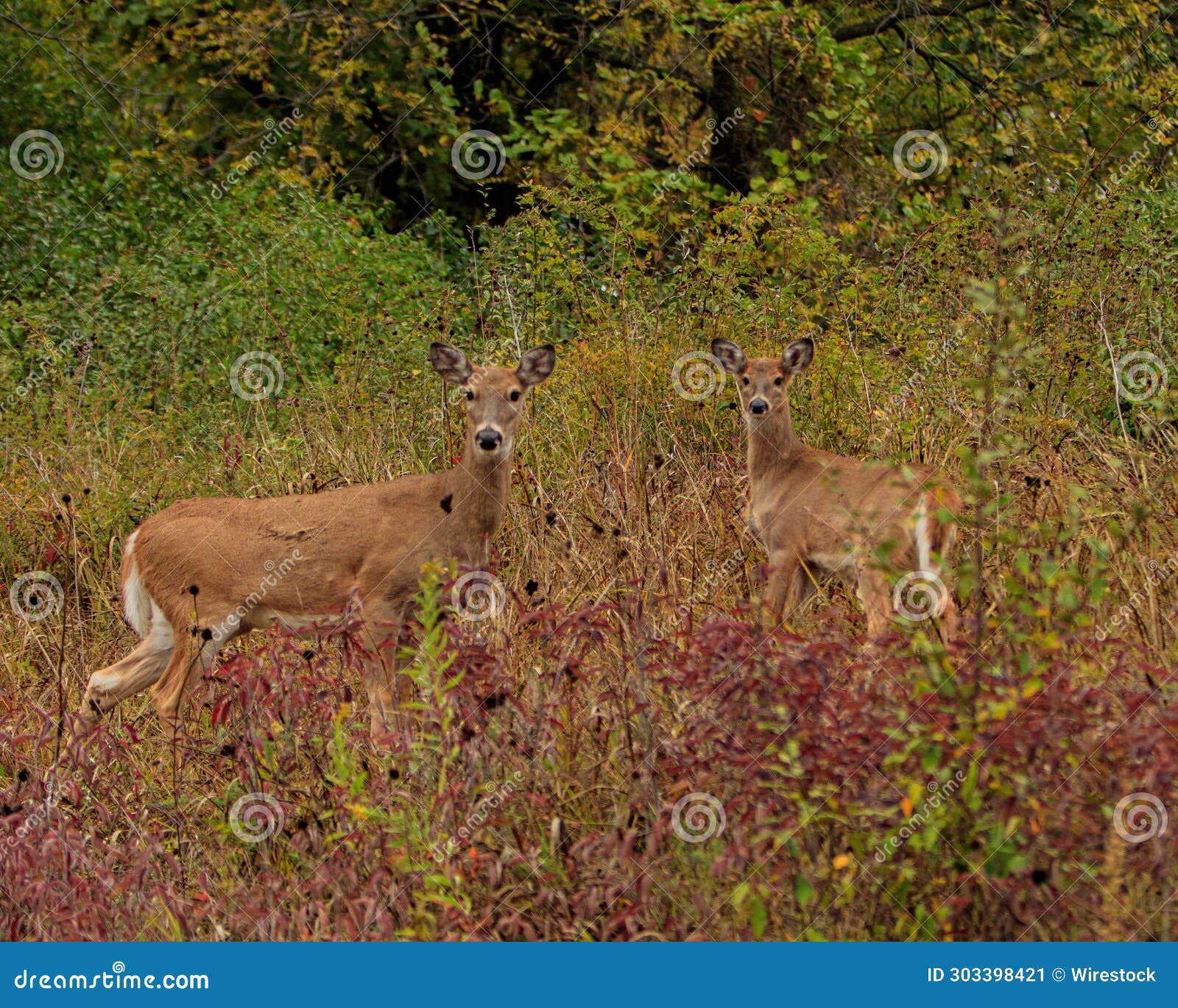 Two White-tailed Deer Standing in a Grassy Field. Stock Image - Image ...
