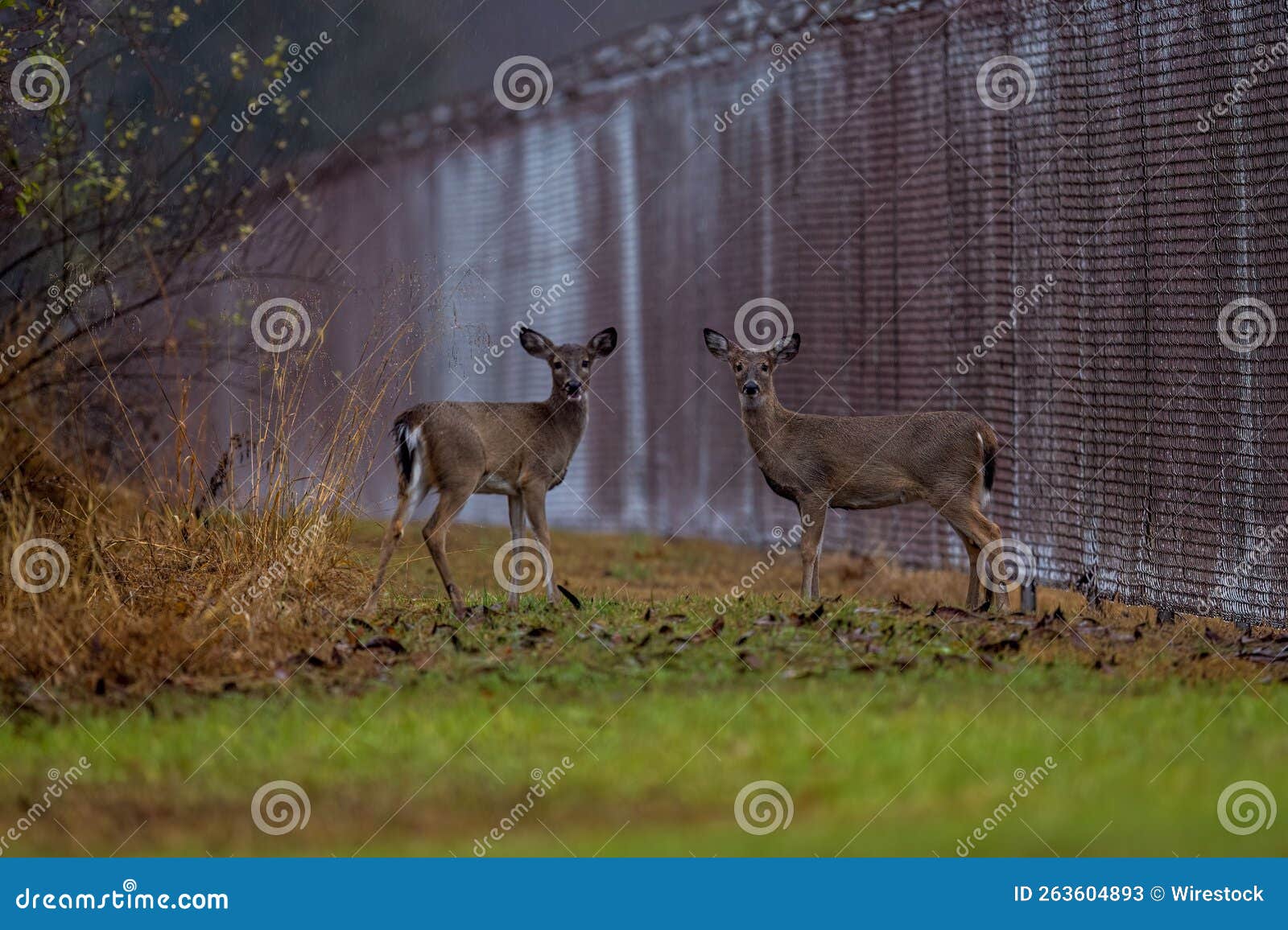 Two White-tailed Deer at the Zoo Stock Image - Image of whitetailed ...