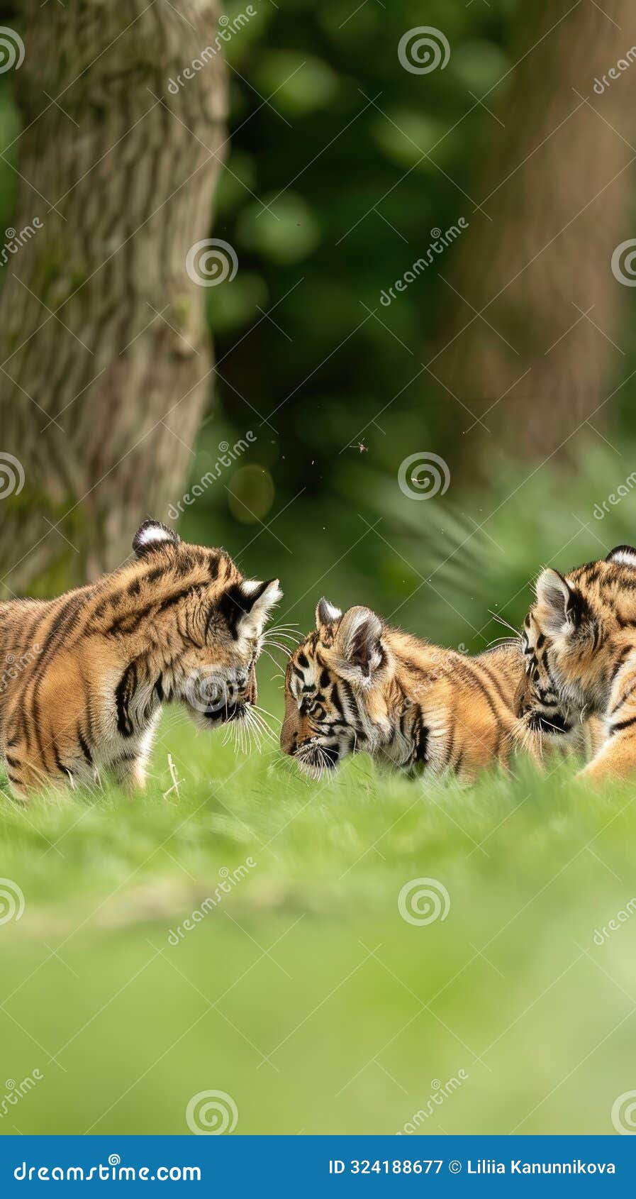 Two White Tiger Cubs Sit in a Grassy Area, Looking at the Camera Stock ...