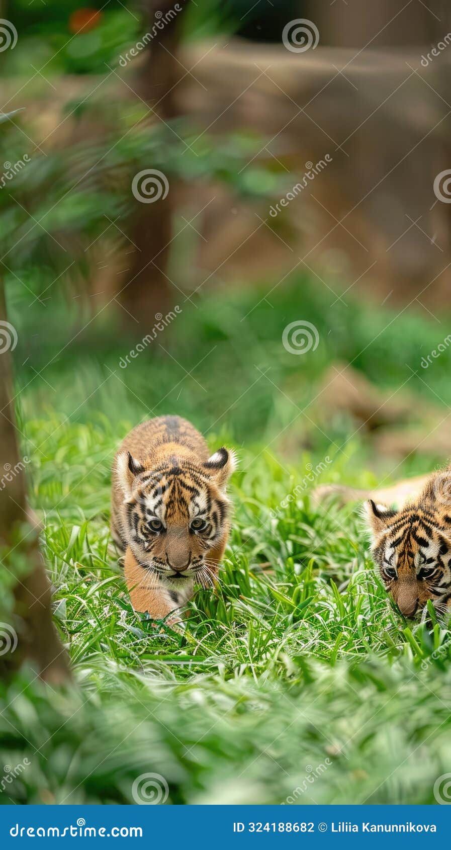Two White Tiger Cubs Sit in a Grassy Area, Looking at the Camera Stock ...