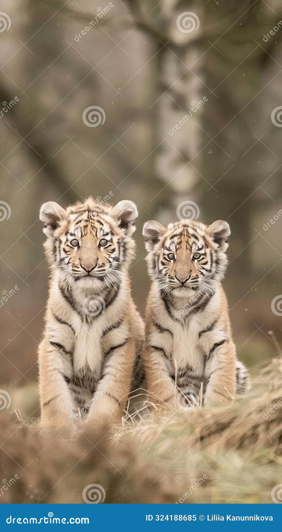 Two White Tiger Cubs Sit in a Grassy Area, Looking at the Camera Stock ...