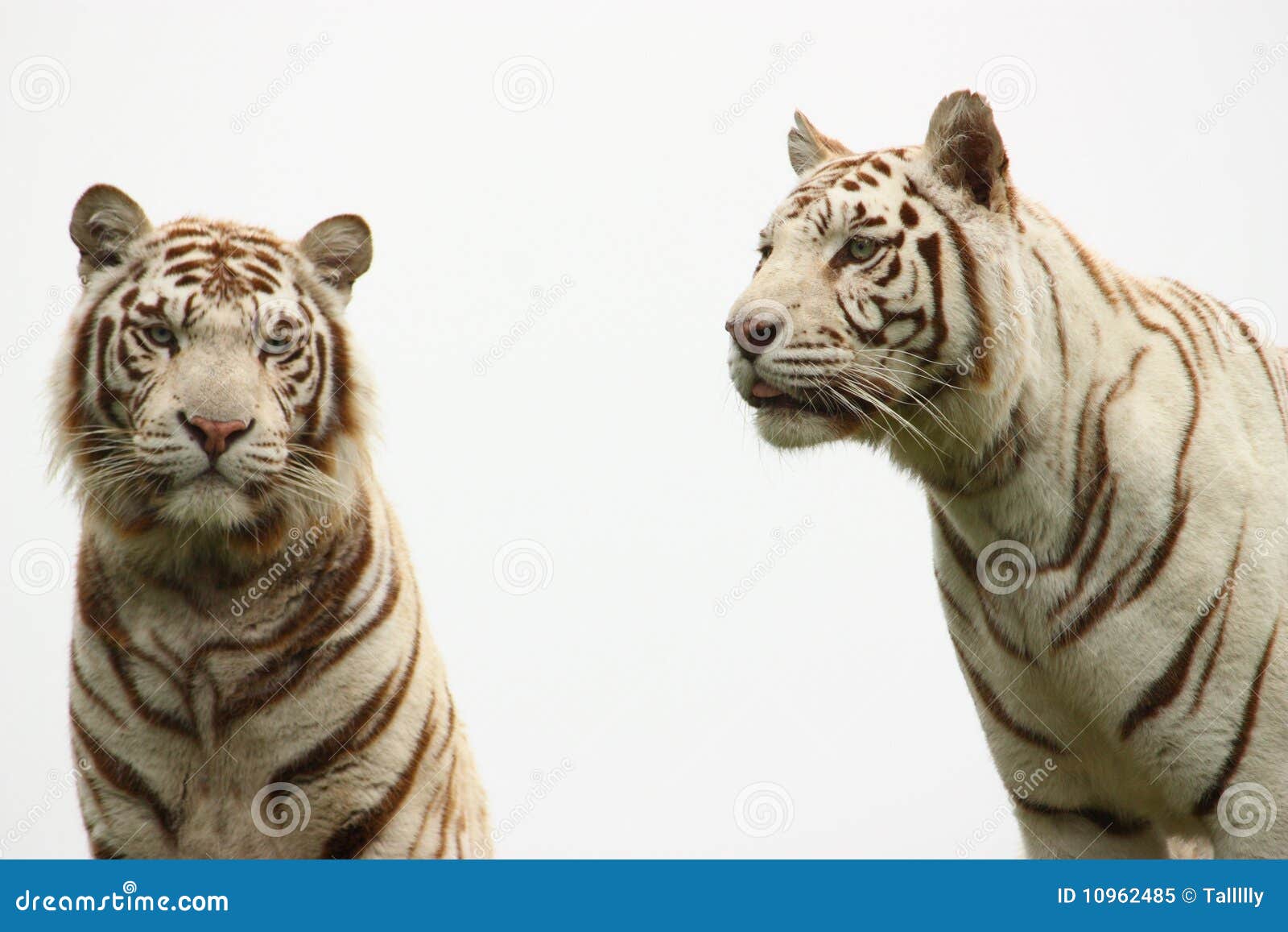 Two white TIGERS stock image. Image of tigris, wild, high - 10962485