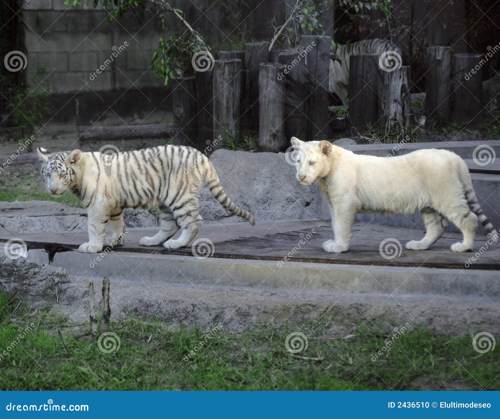 Two white tigers stock photo. Image of asian, mammal, tiger - 2436510