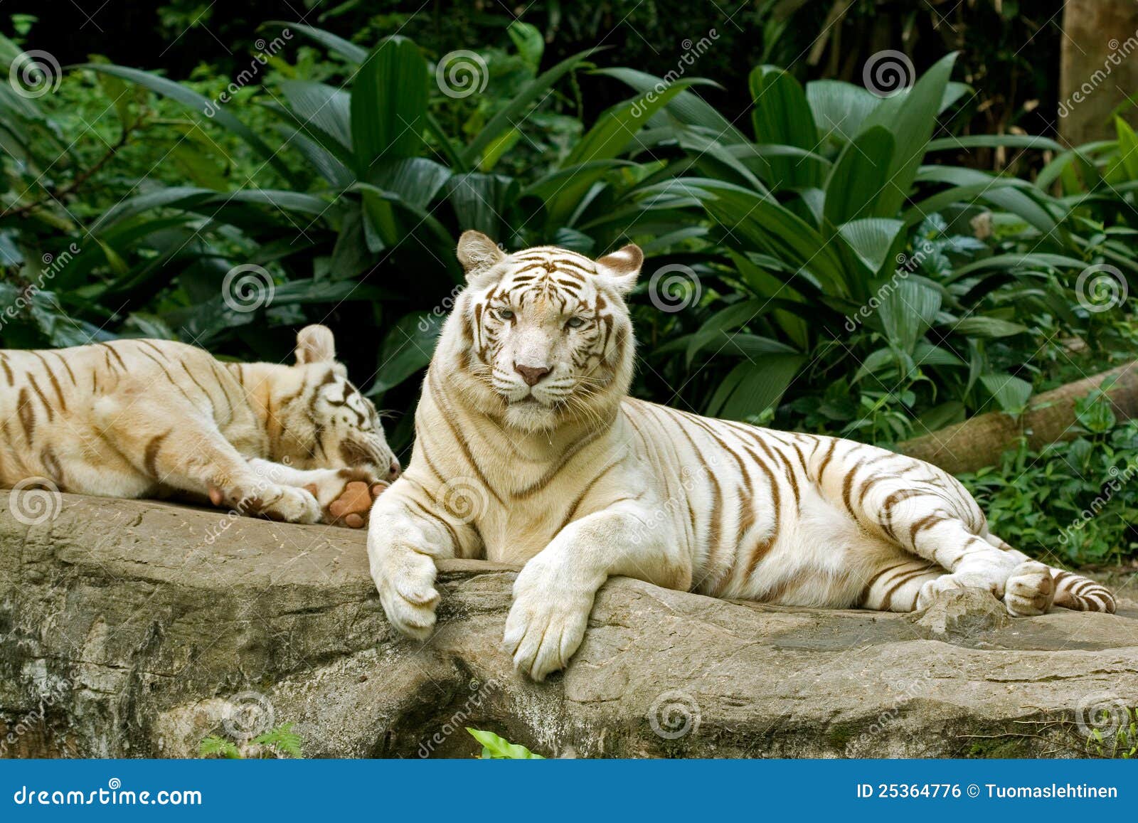 Two white tigers lying stock photo. Image of outdoors - 25364776