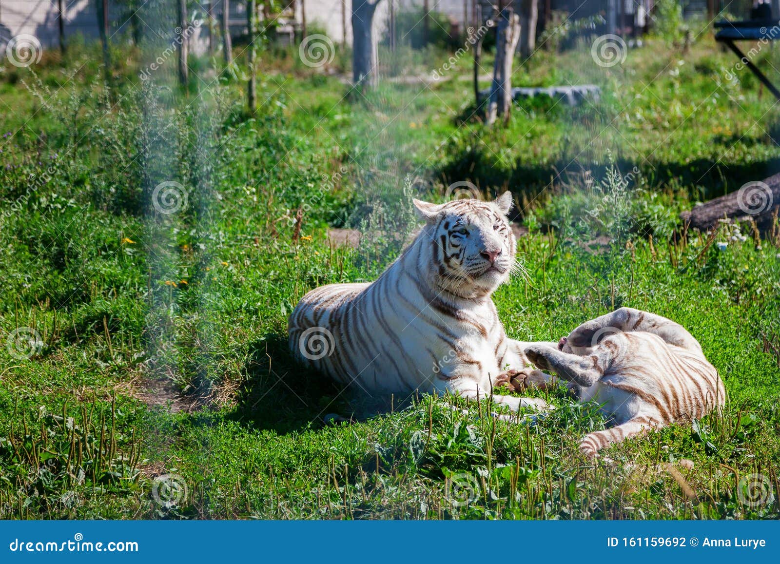 Two White Tigers Playing with Each Other Stock Photo - Image of mammal ...
