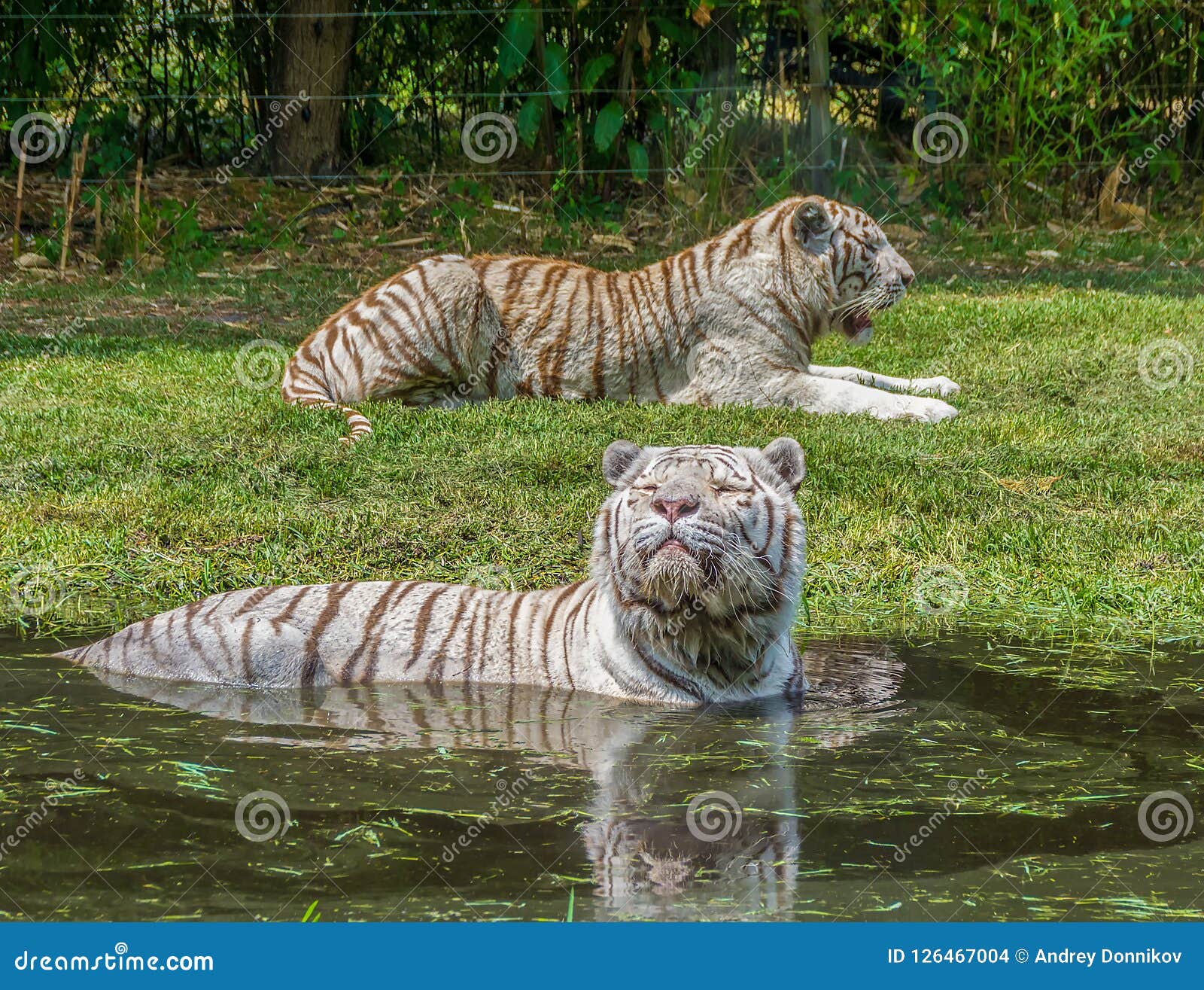 Two White Tigers on the Shore Stock Photo - Image of creature, pool ...