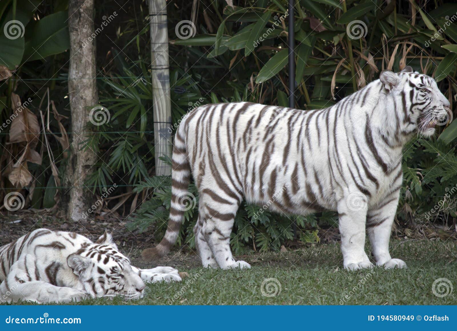 Two white tigers stock image. Image of power, dangerous - 194580949